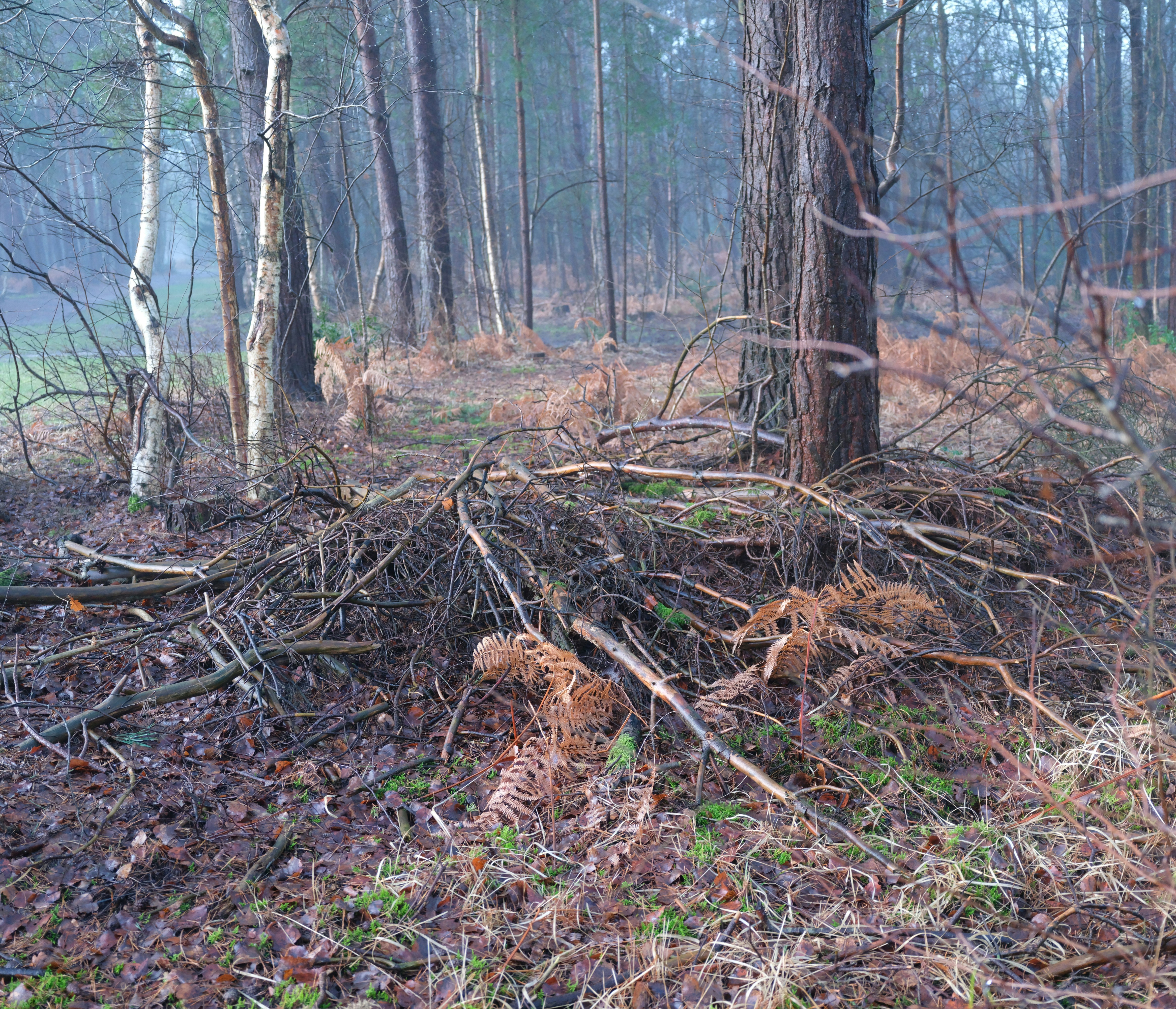 Forest Tangle: Fallen Branches Framing a Quiet Clearing