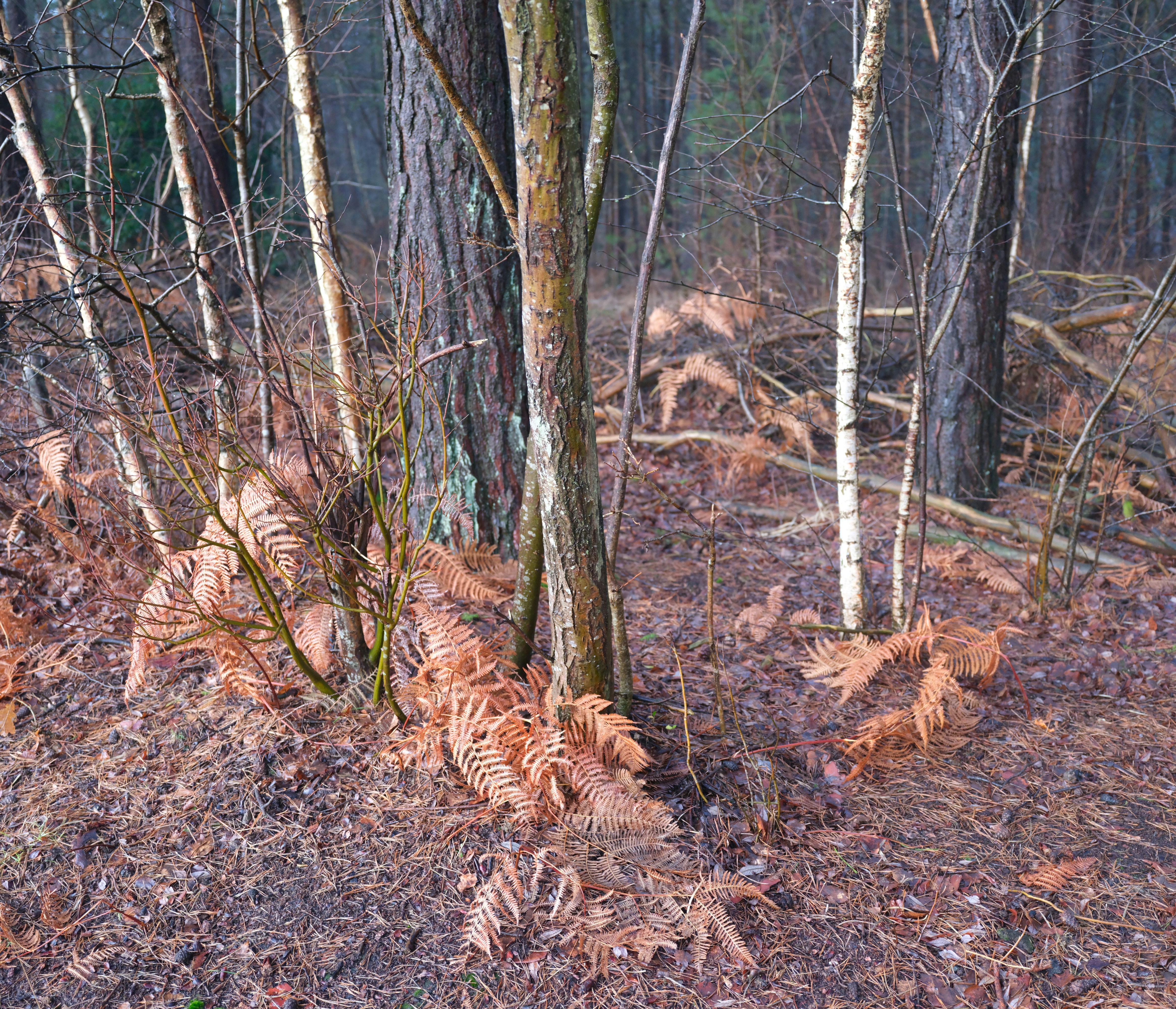 Sunlit Ferns at the Edge of the Pine Gap