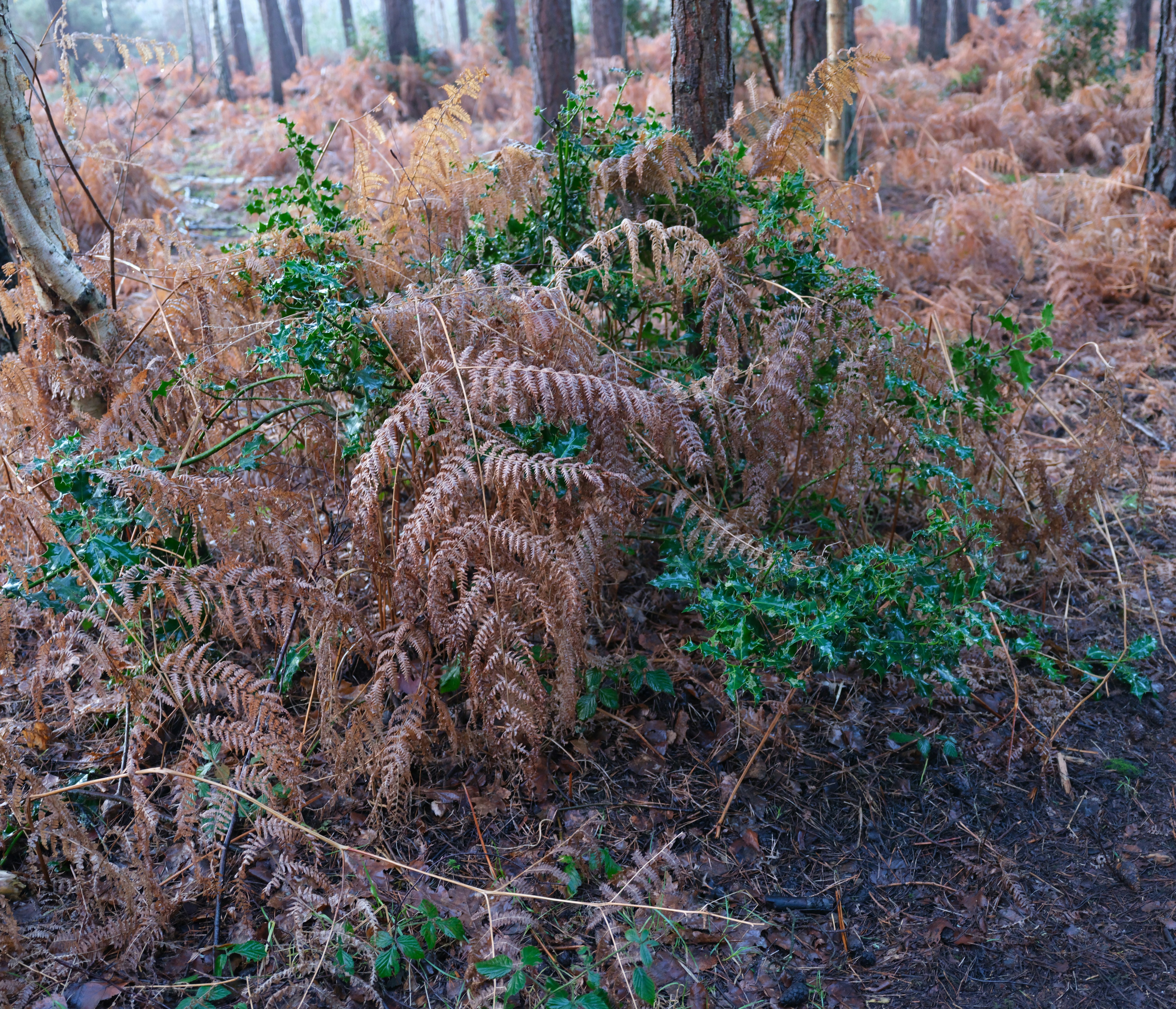Fern Meadow in Dusk: Copper Foliage and Green Understory