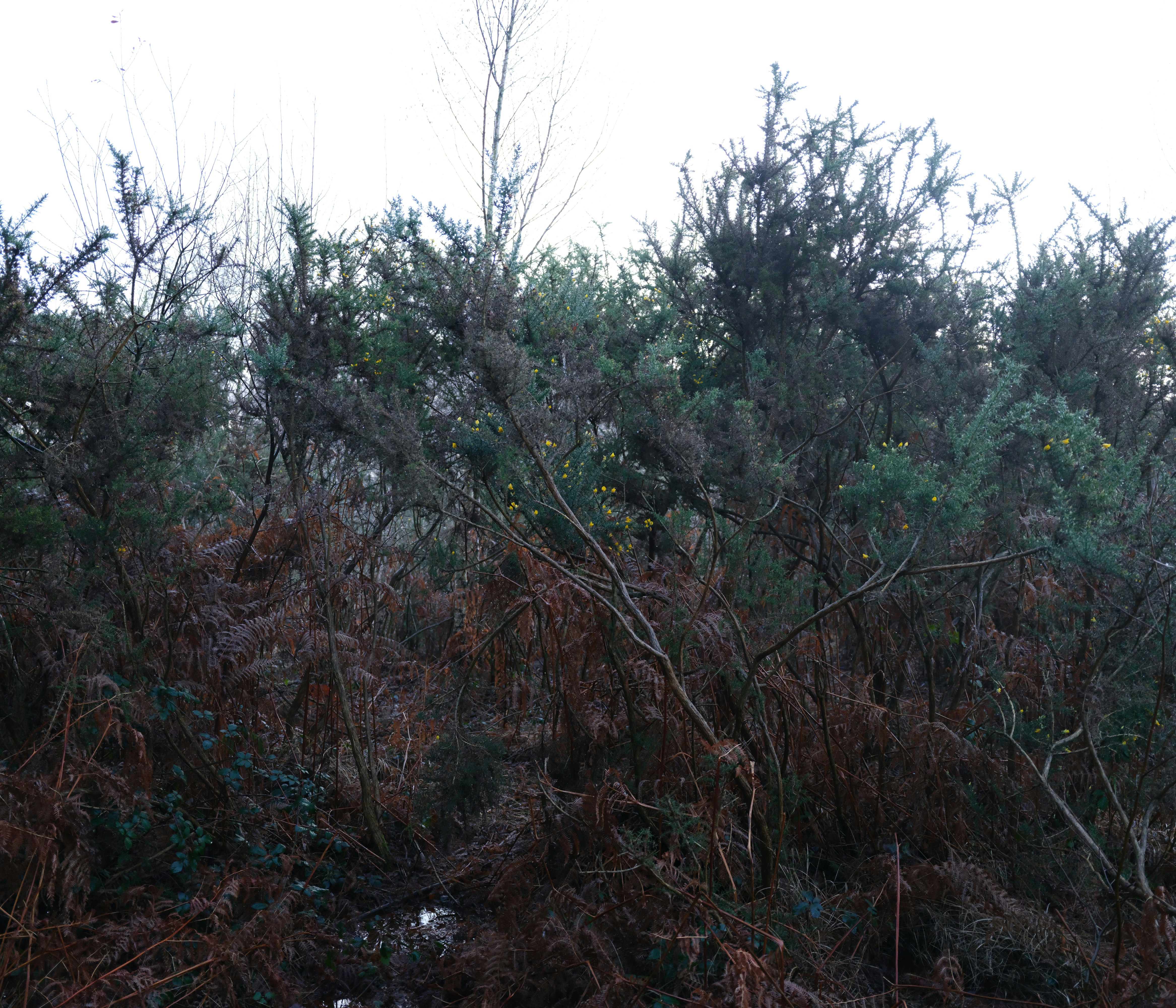 Winter Thicket: Quiet Edge of the Bush
