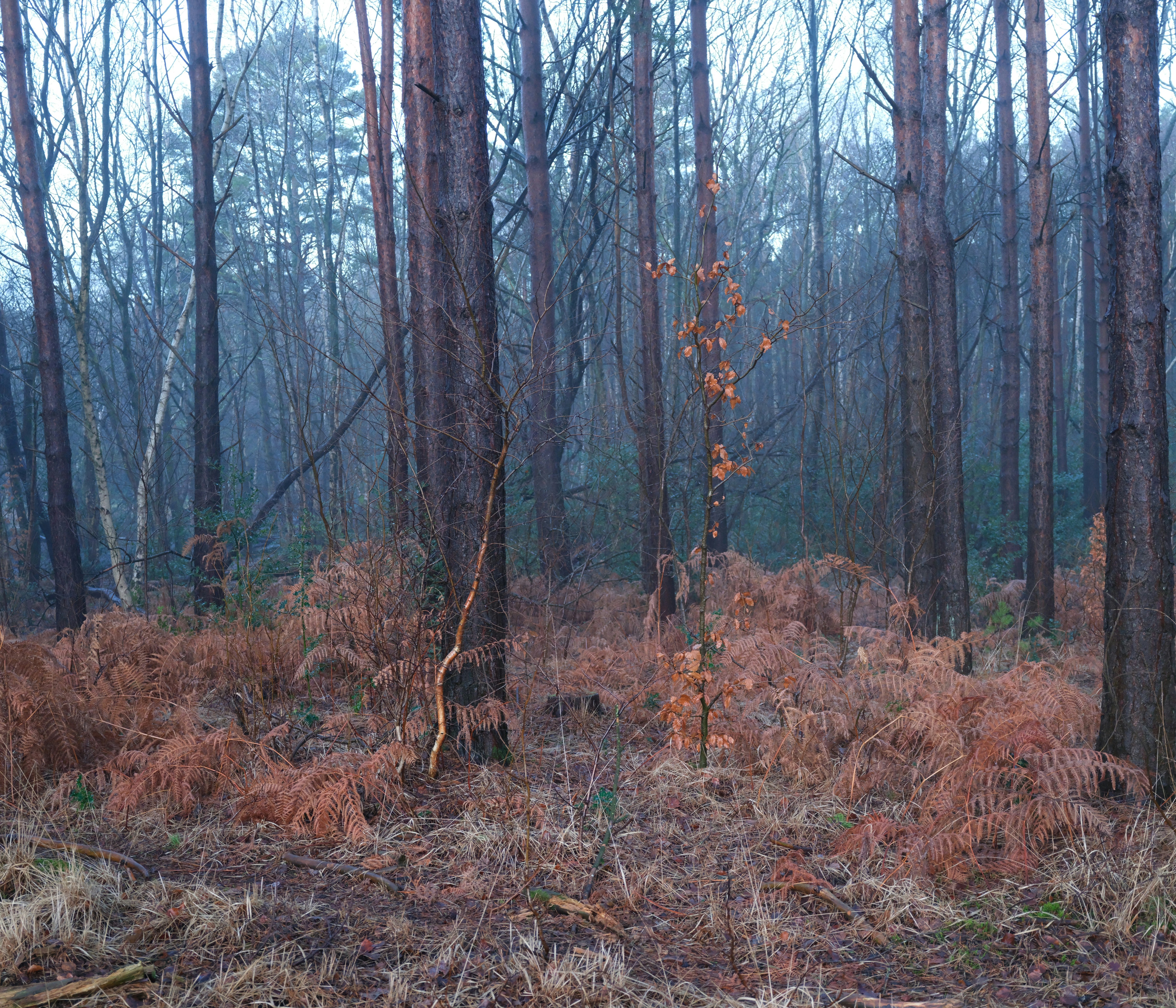 Misty forest with dry ferns and tall trees