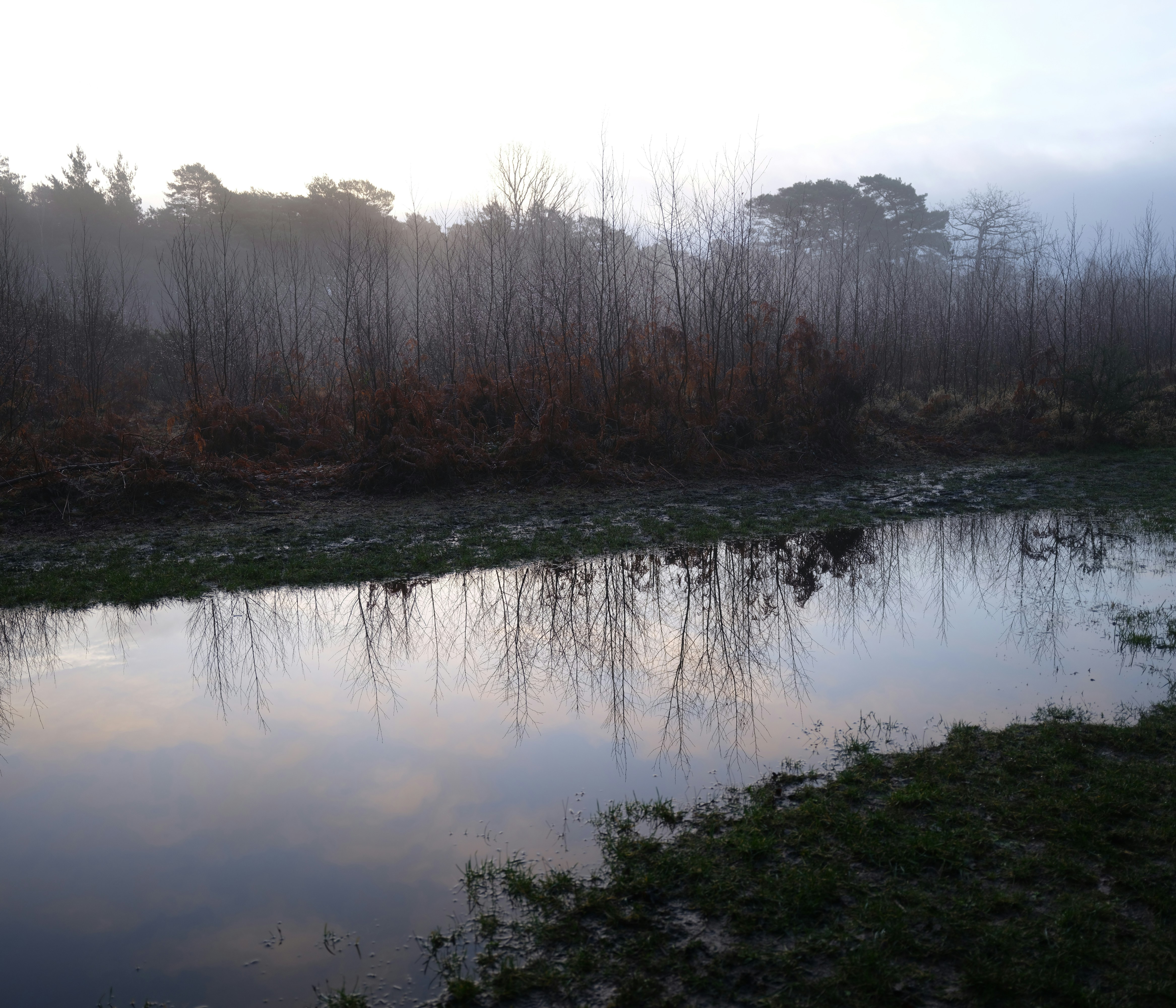 Silent Wetland Reflections at Dusk