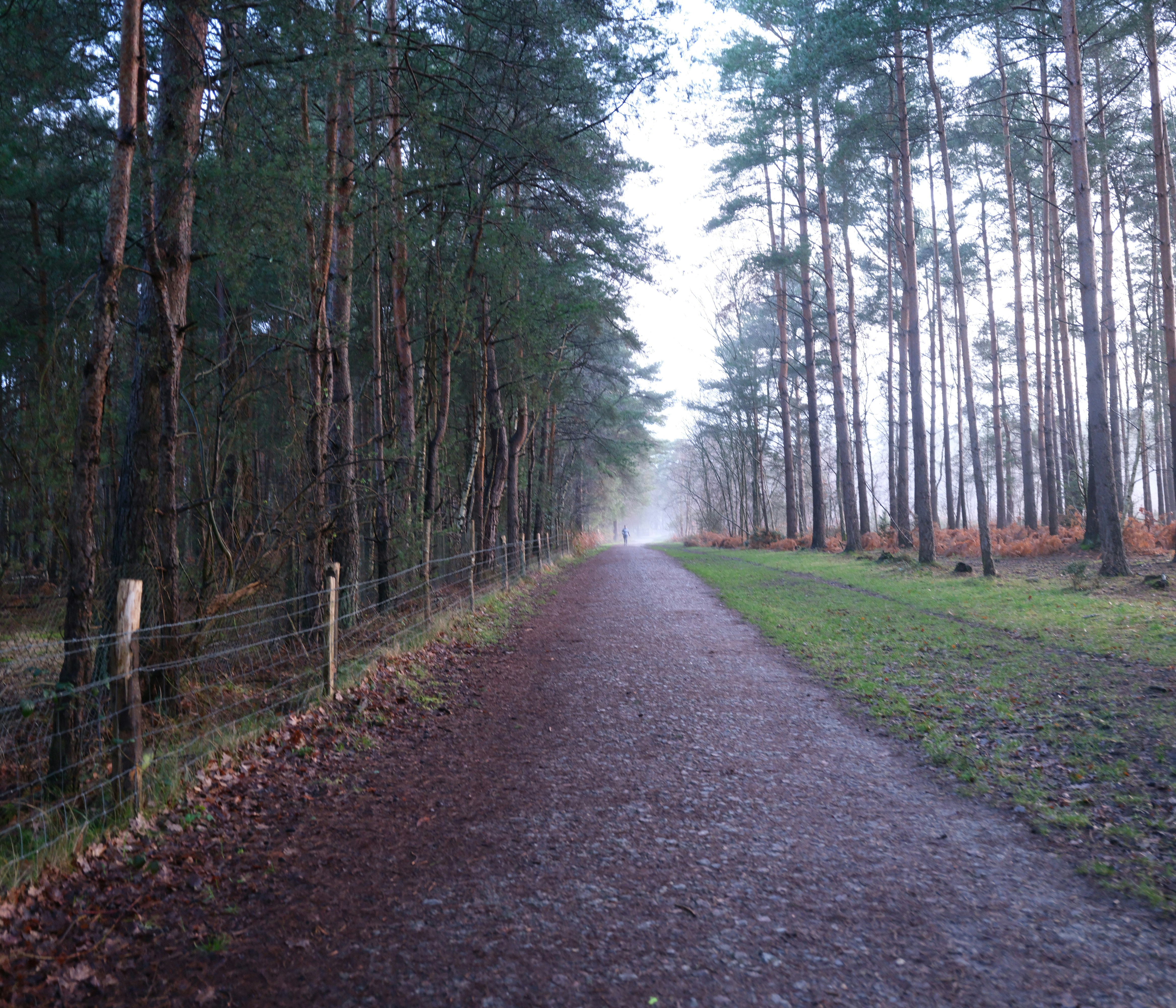 A dirt path through a dense pine forest
