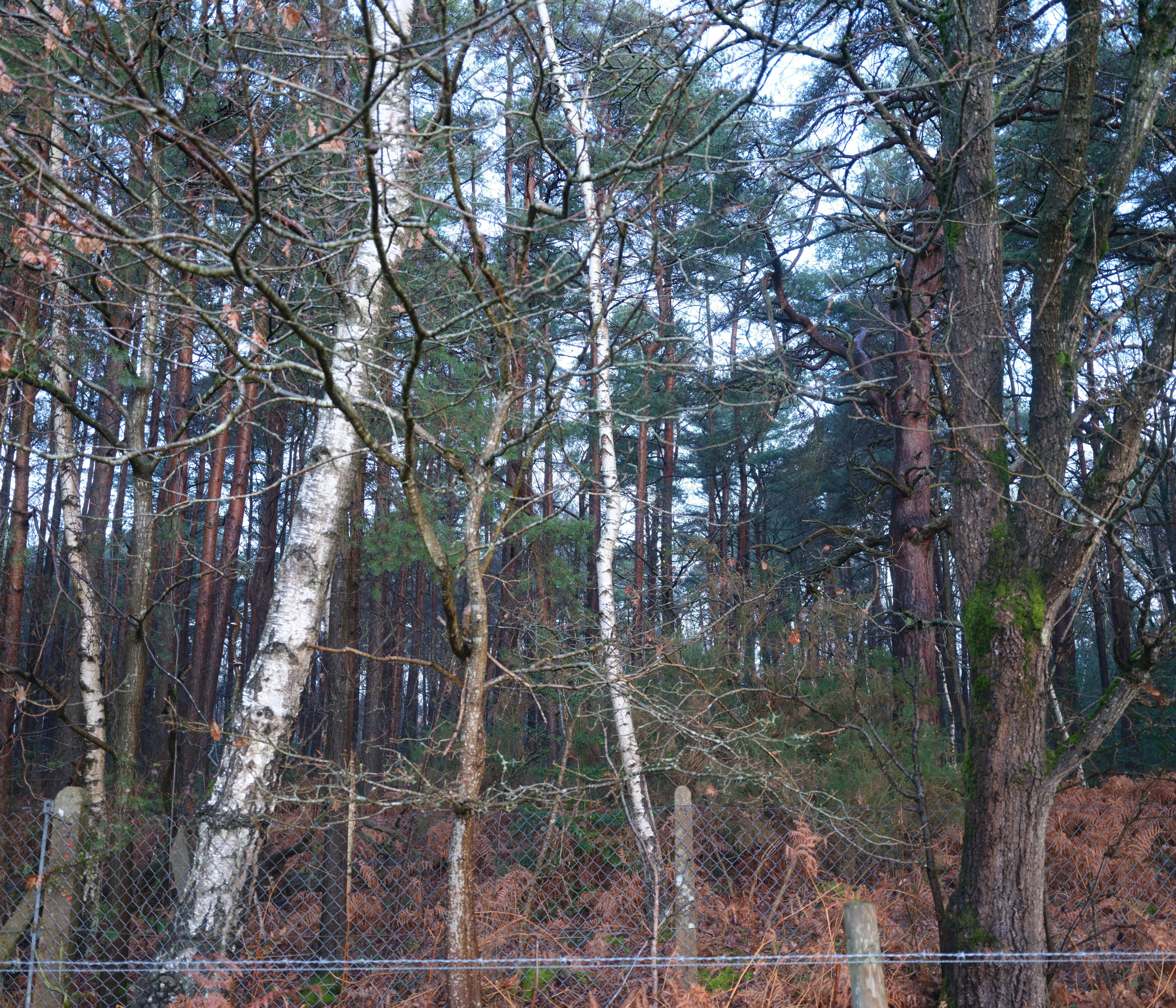 Bare trees and forest under a cloudy sky