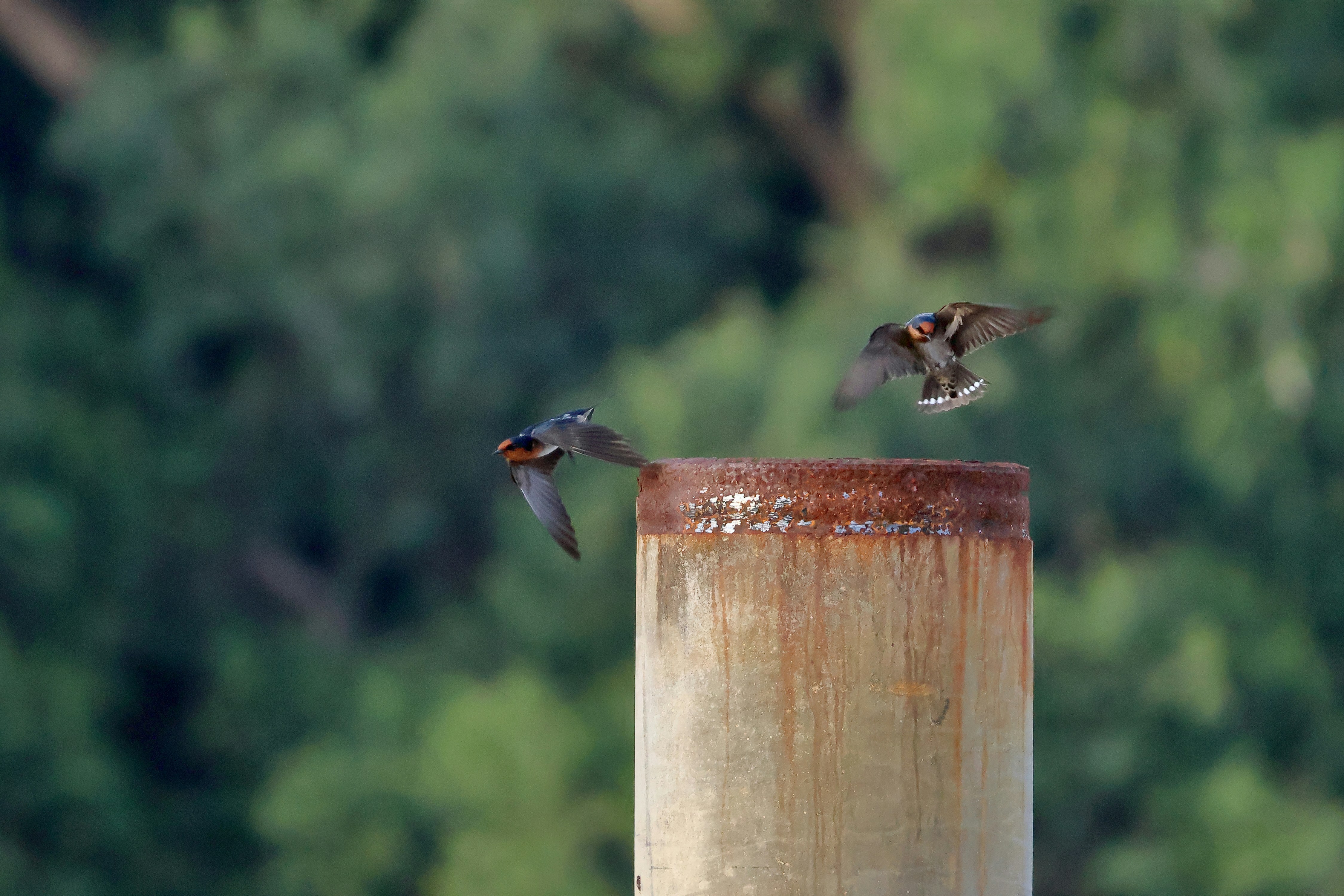Winged Pause on a Rustic Pillar