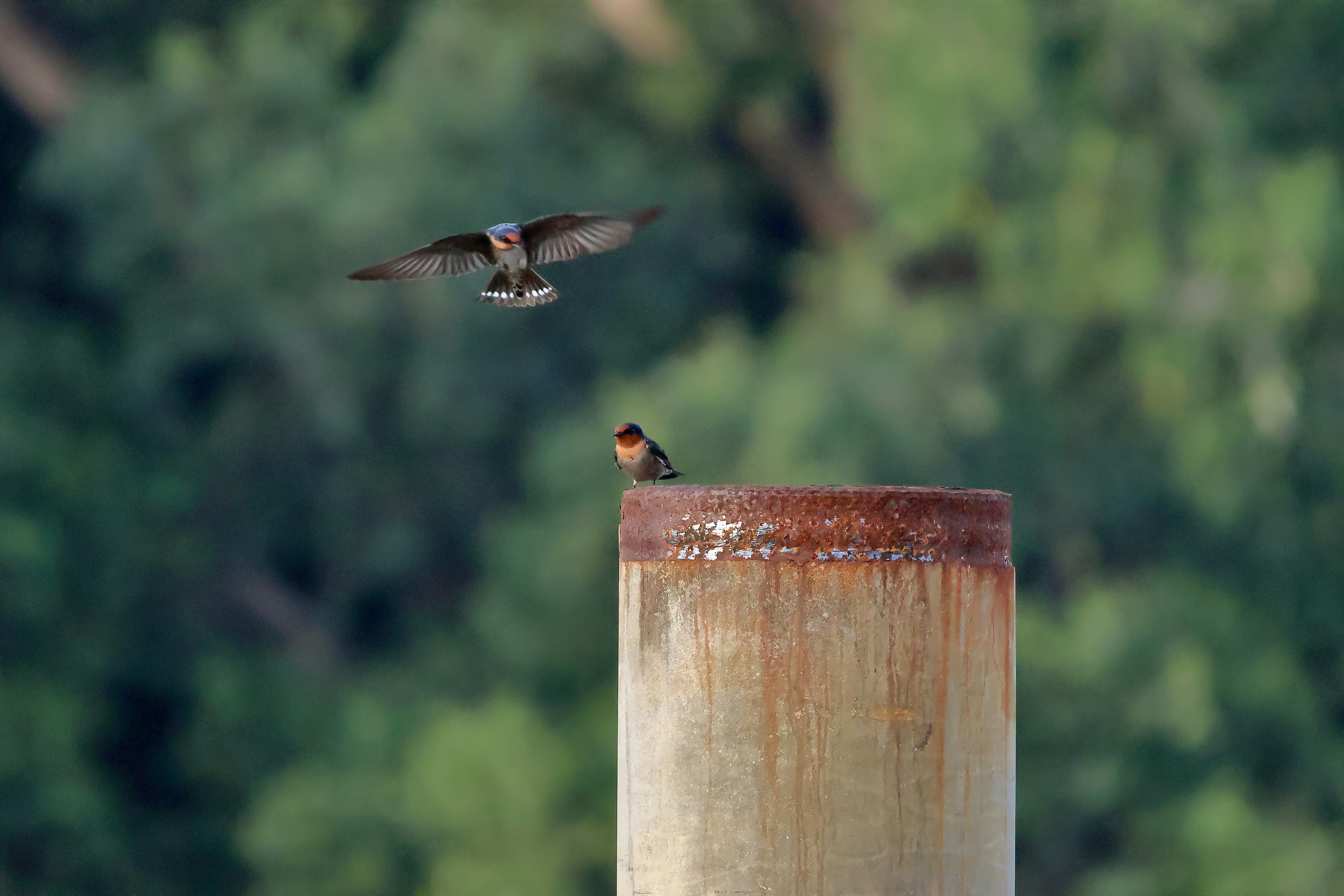 Hovering Kingfisher Over a Weathered Pier Marker