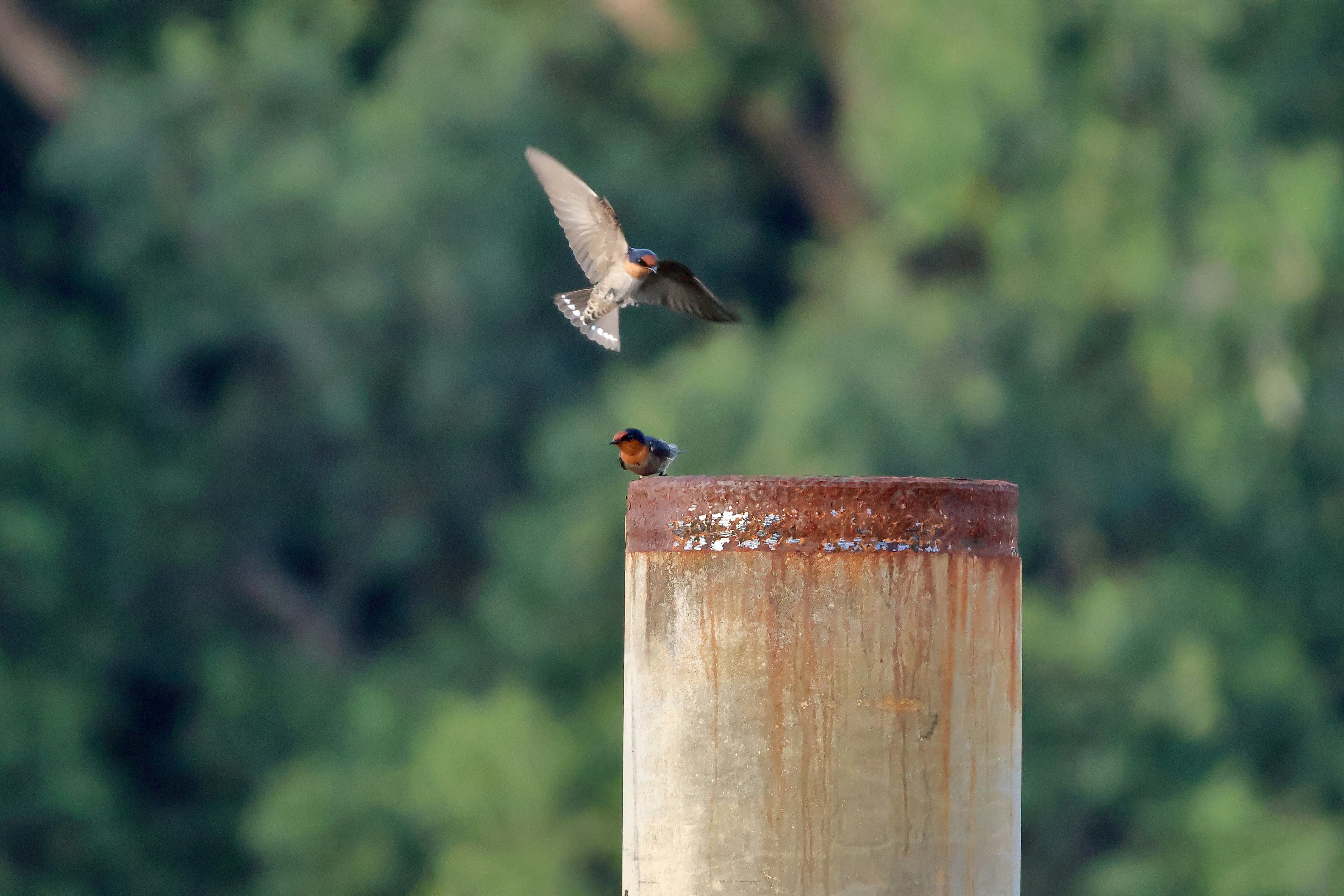 Perched and Soaring: A Rusted Pillar Framed by Flight