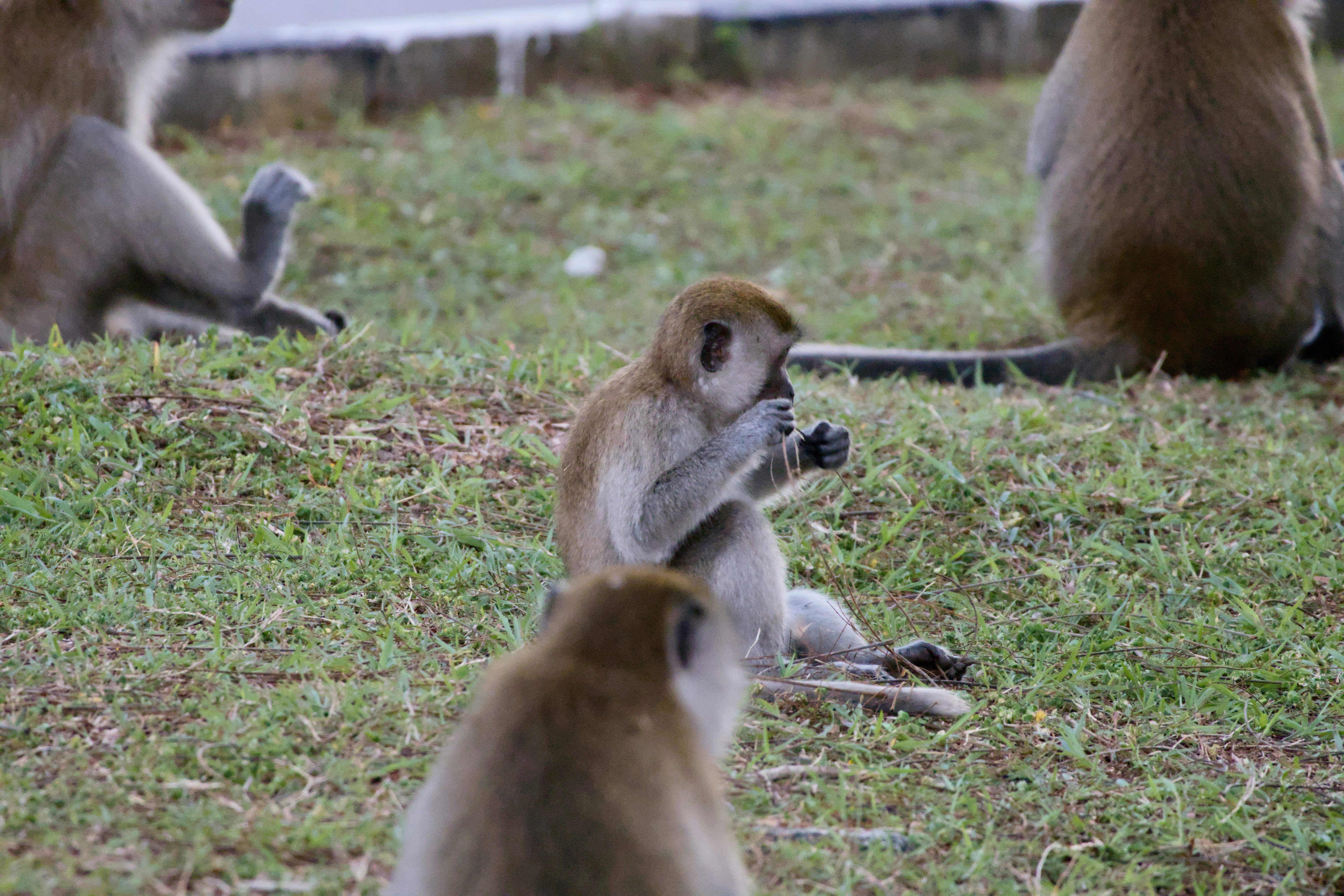 Centered Cheeky Moment: A young monkey munches on a snack in a grassy enclosure