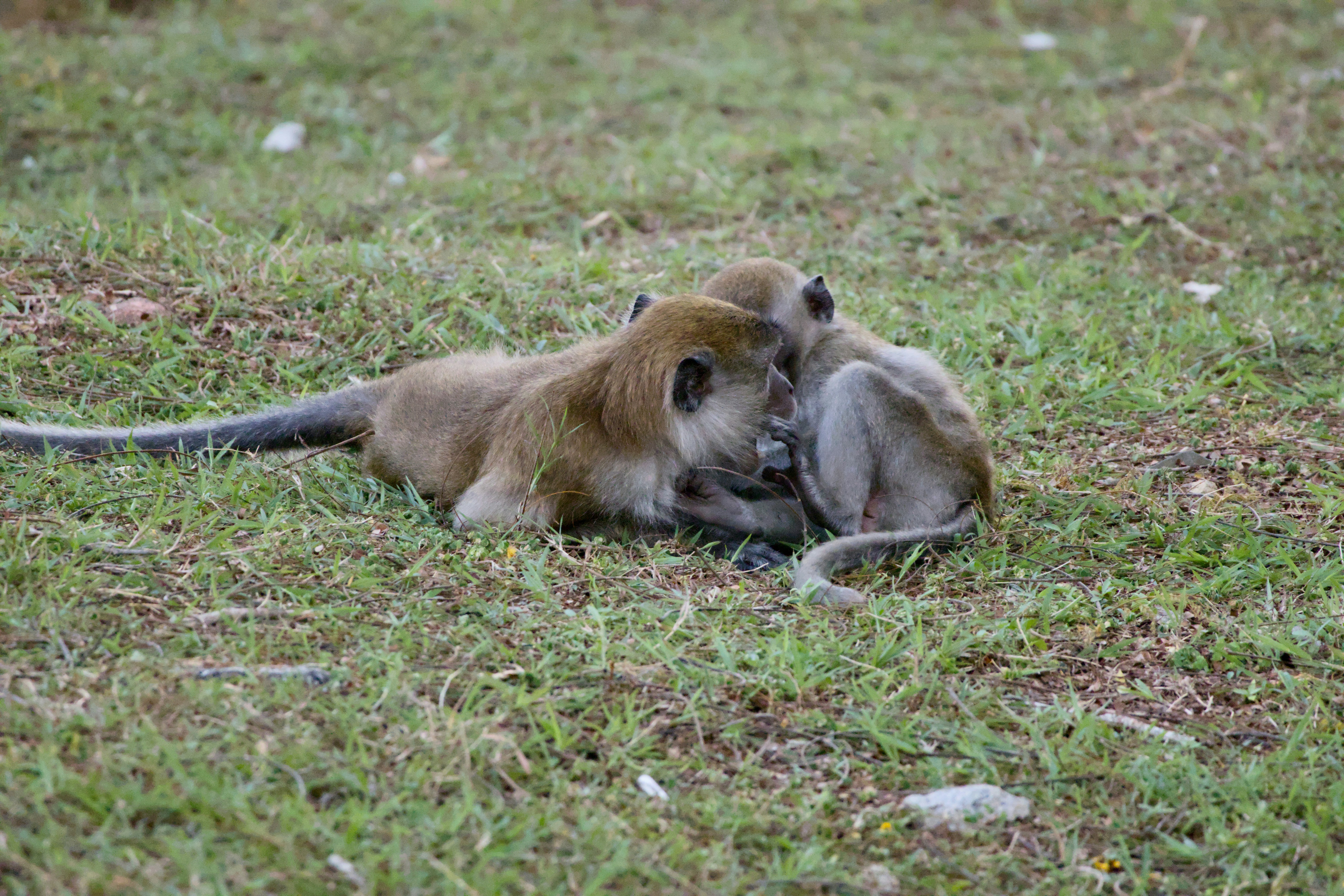 Tender Grooming Moment Between Two Monkeys
