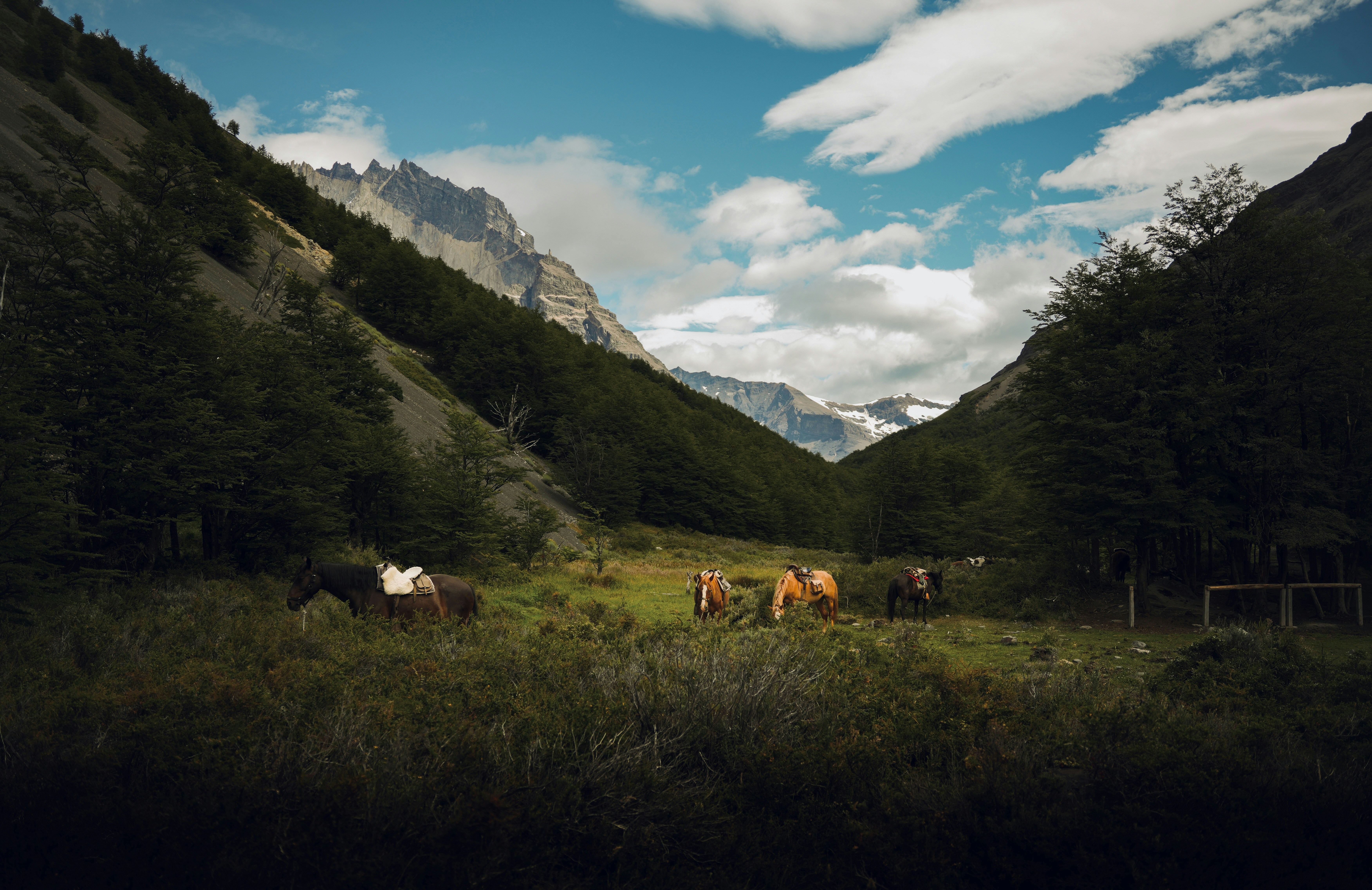 Pasture Corner in a Mountain Valley