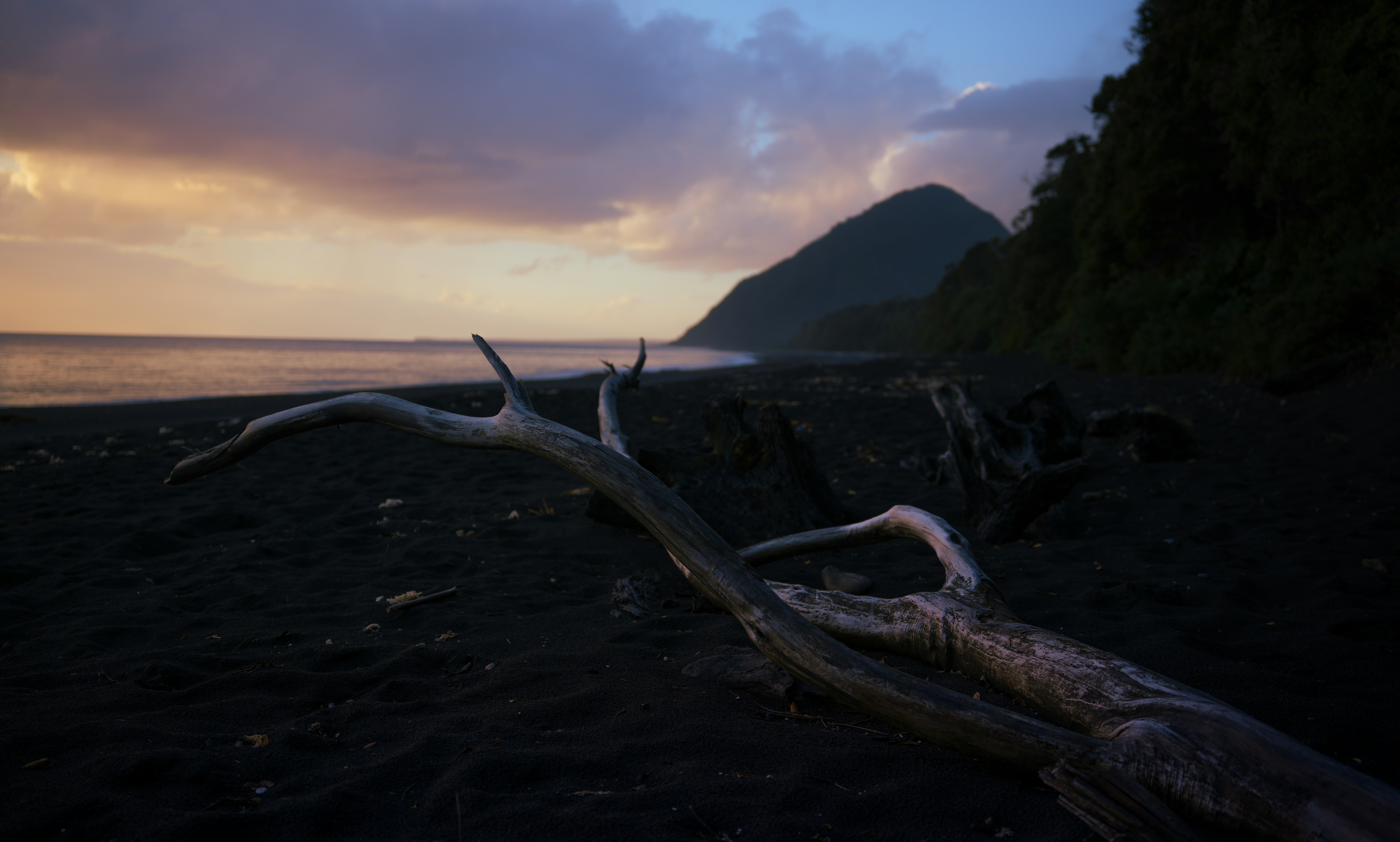 Driftwood Whisper on a Dusk-Touched Shore