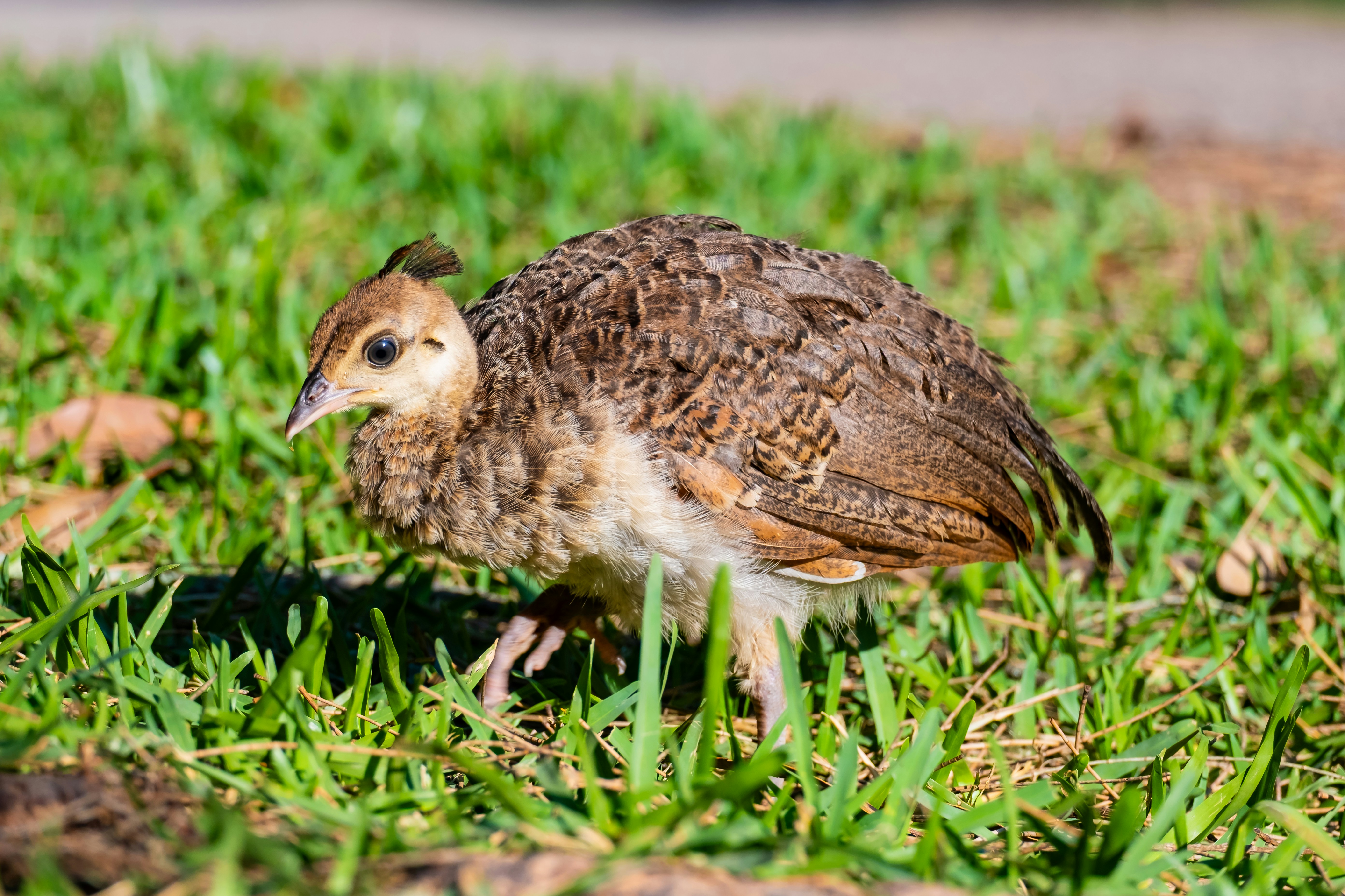 Ground-dwelling Chick: A Brown Isolated Quail Youngling in Sunlit Grass
