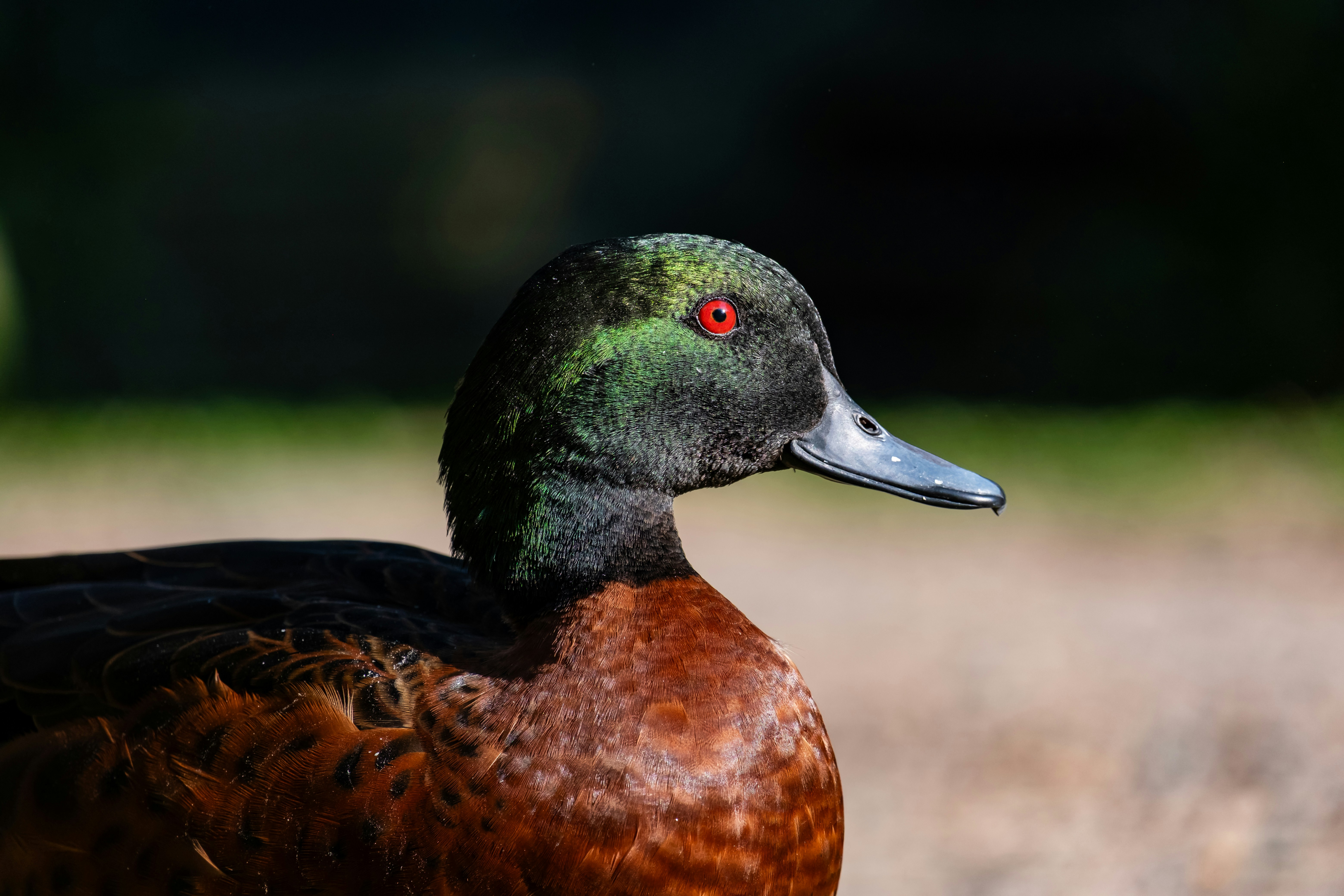 Red-Eyed Serenity: A Mallard in Clear Focus