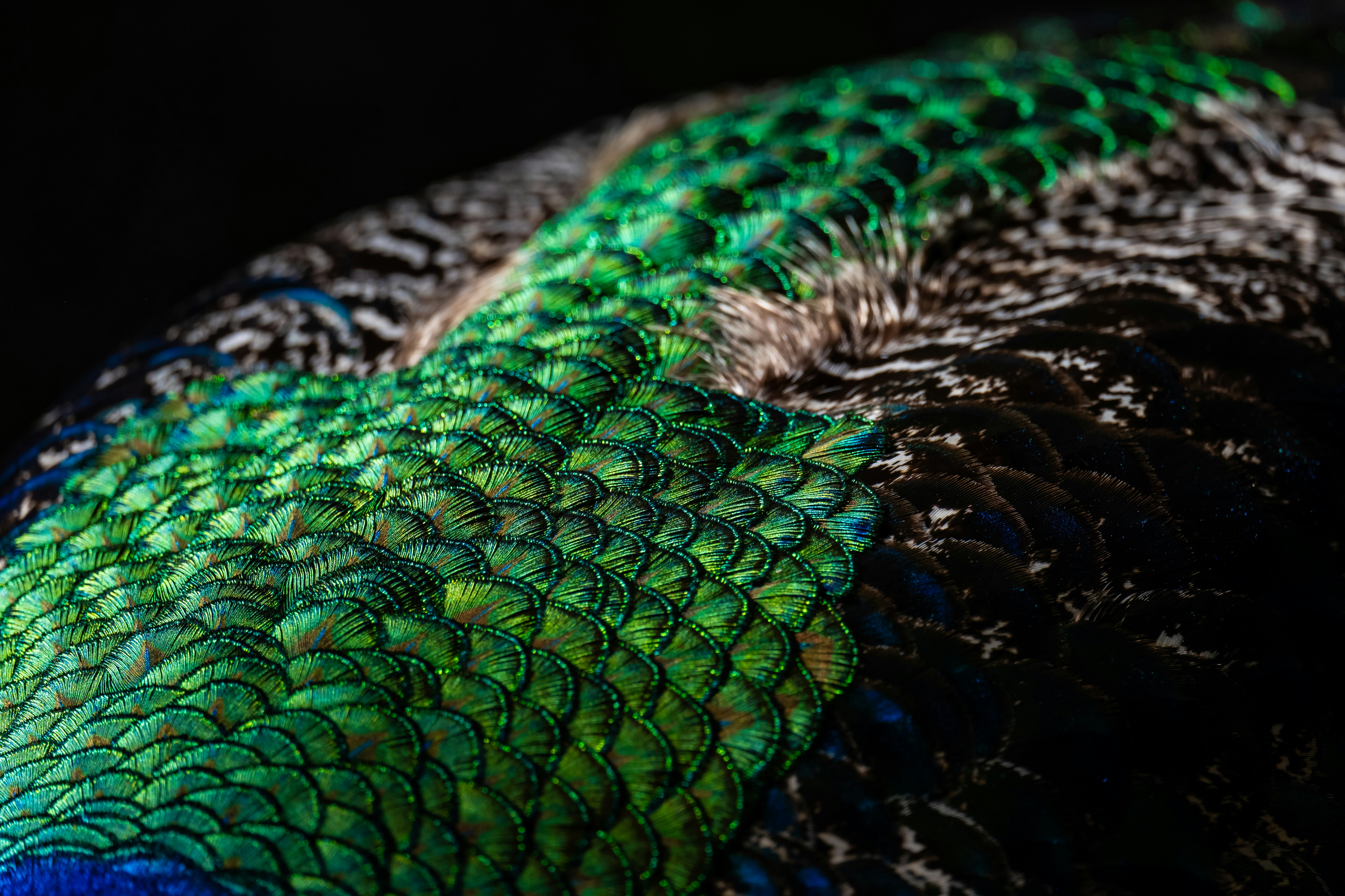 Emerald Scales on Velvet Darkness