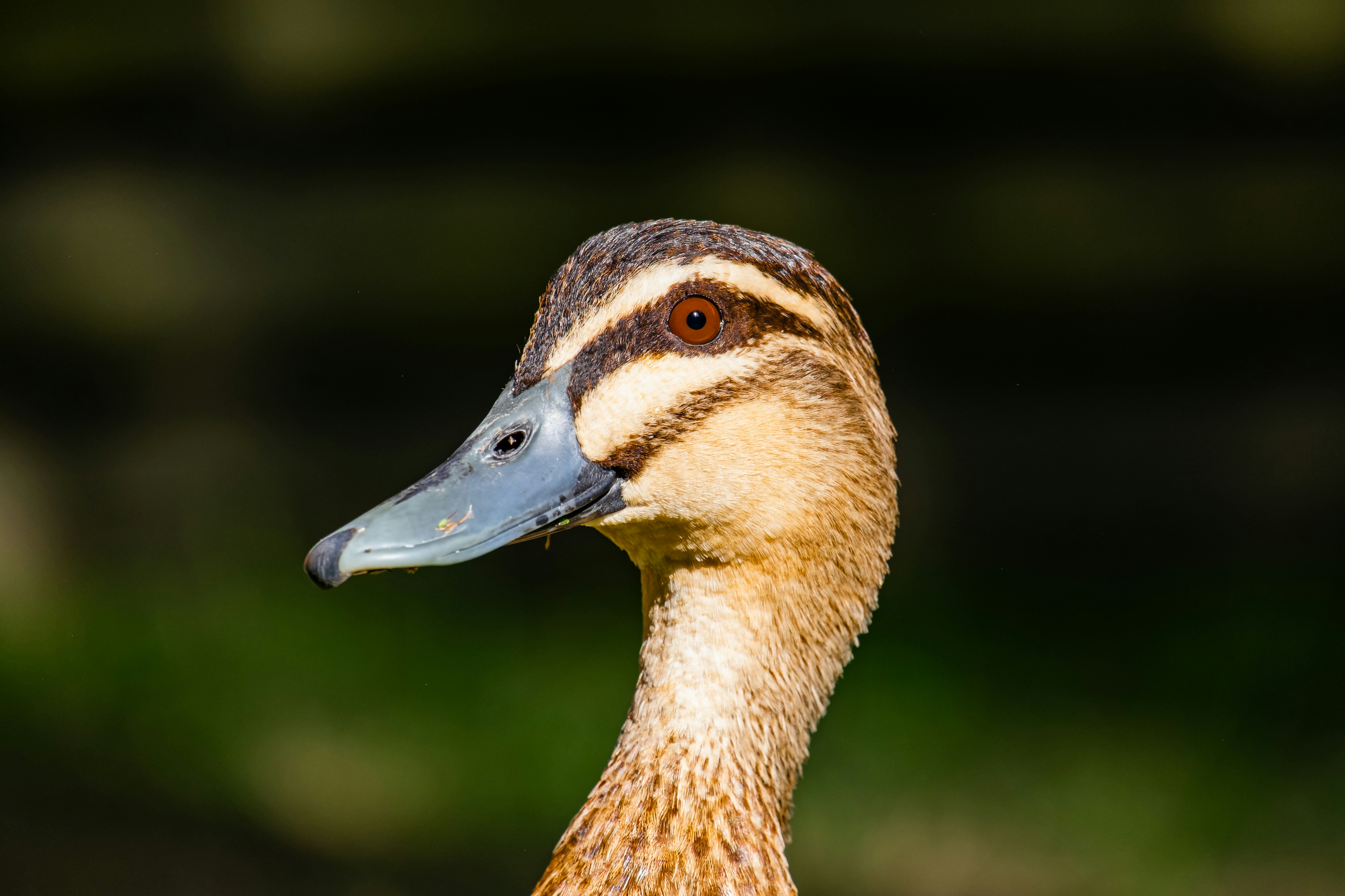 Close-Up of a Duck’s Head: Striking Eye and Textured Plumage