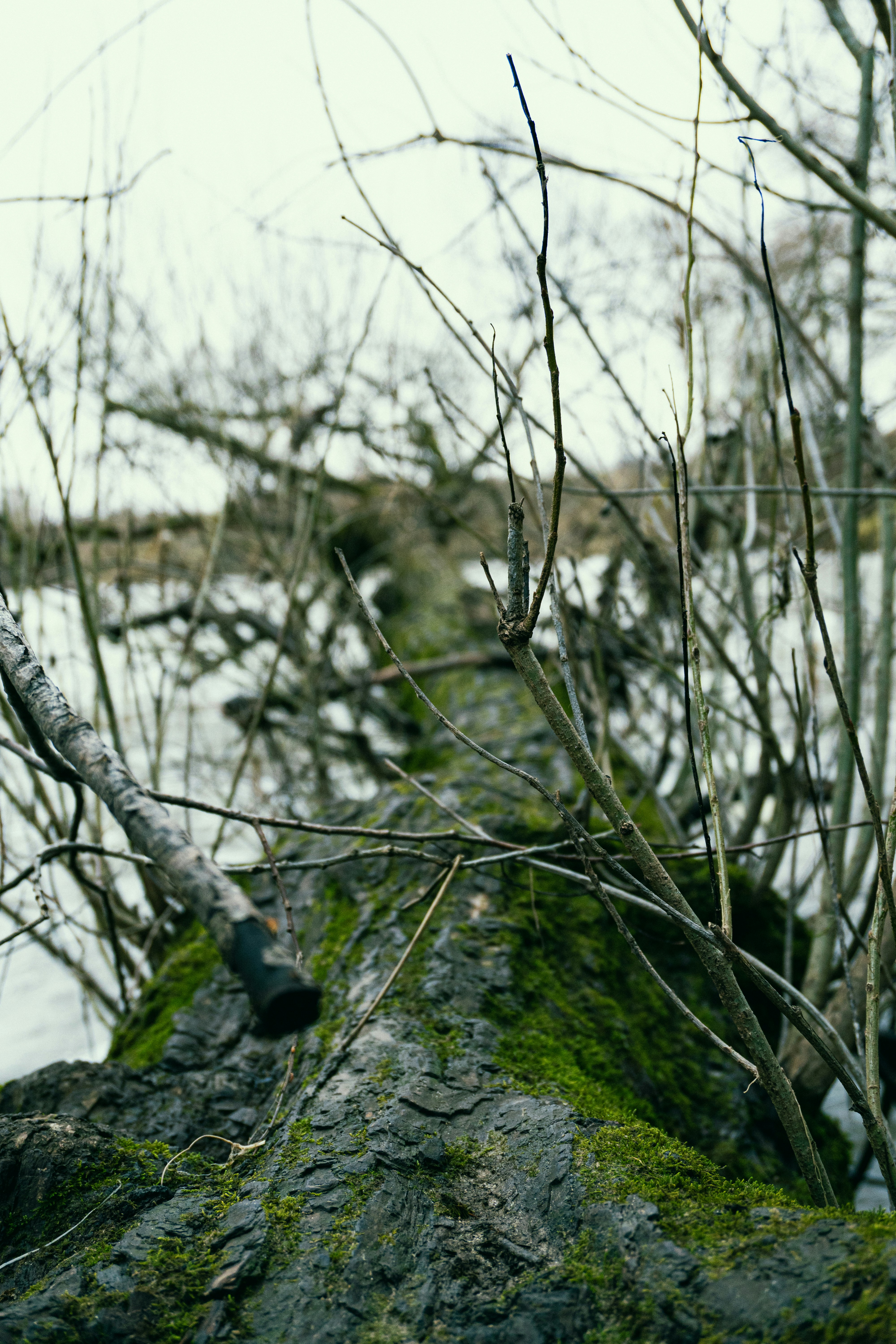 Mossy Rock Corridor by a Snowy River