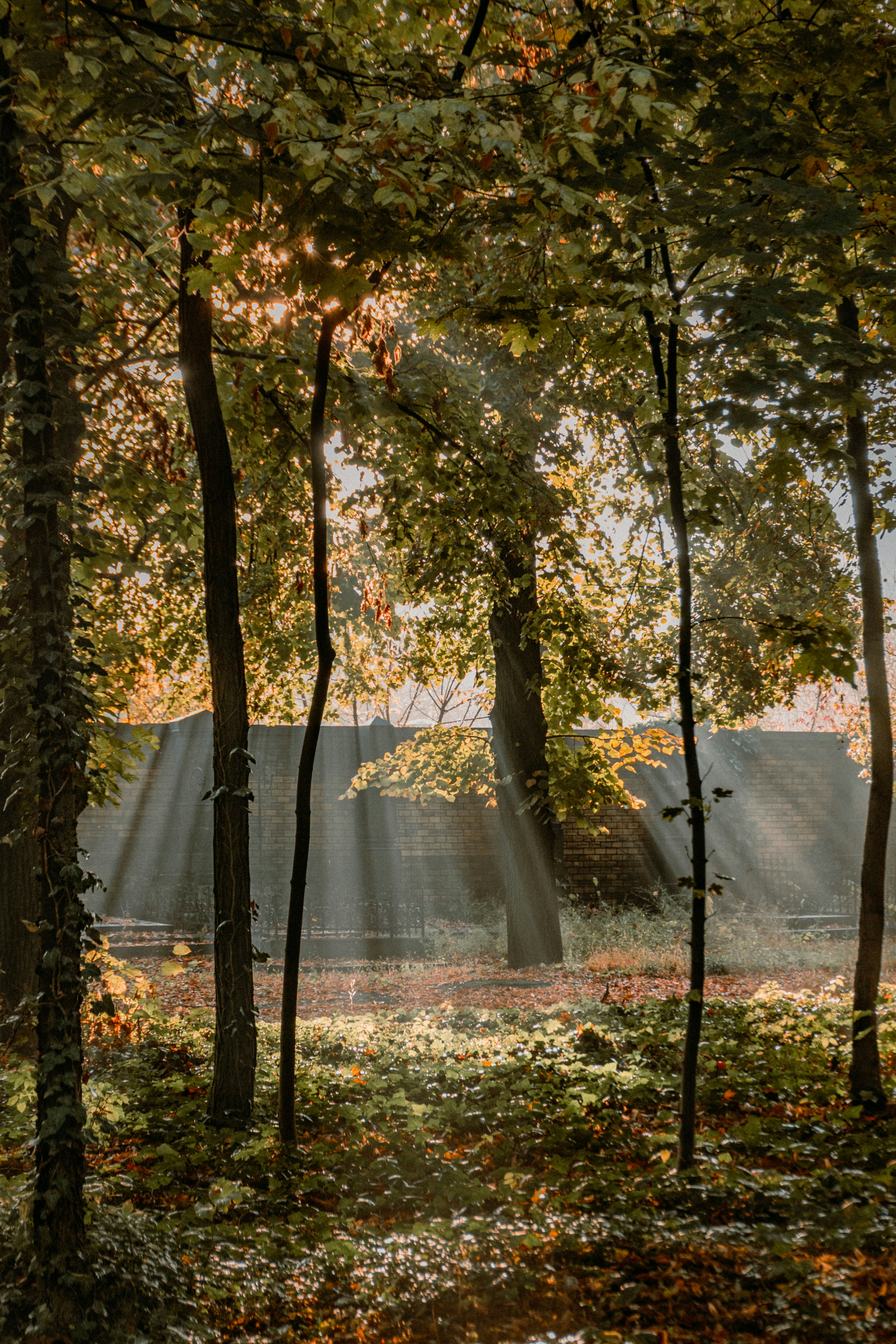 Sunlit Veil Through the Trees