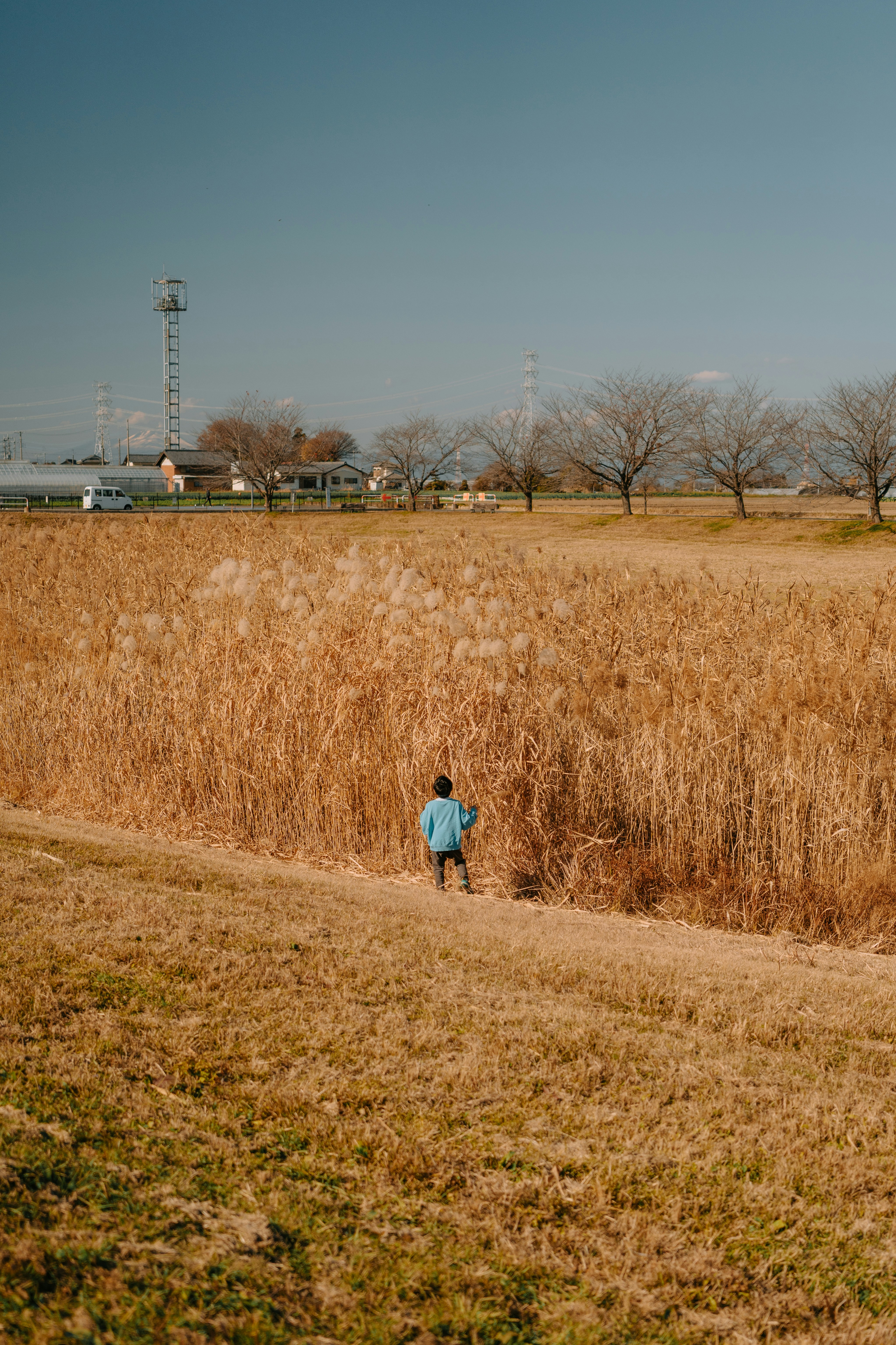 Child in turquoise amidst tall golden reeds under a quiet sky