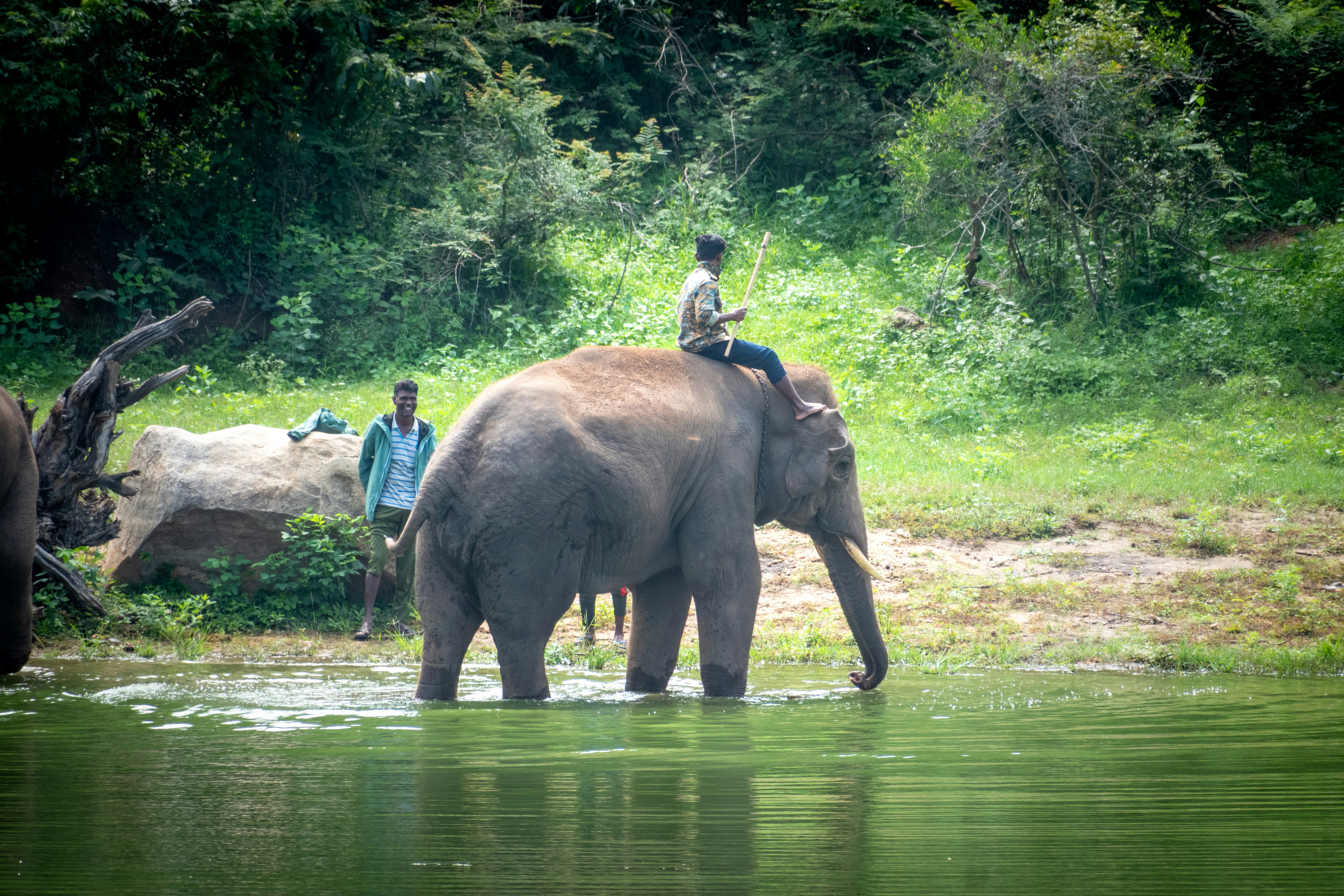 Elephants and Riders: A Riverbank Encounter