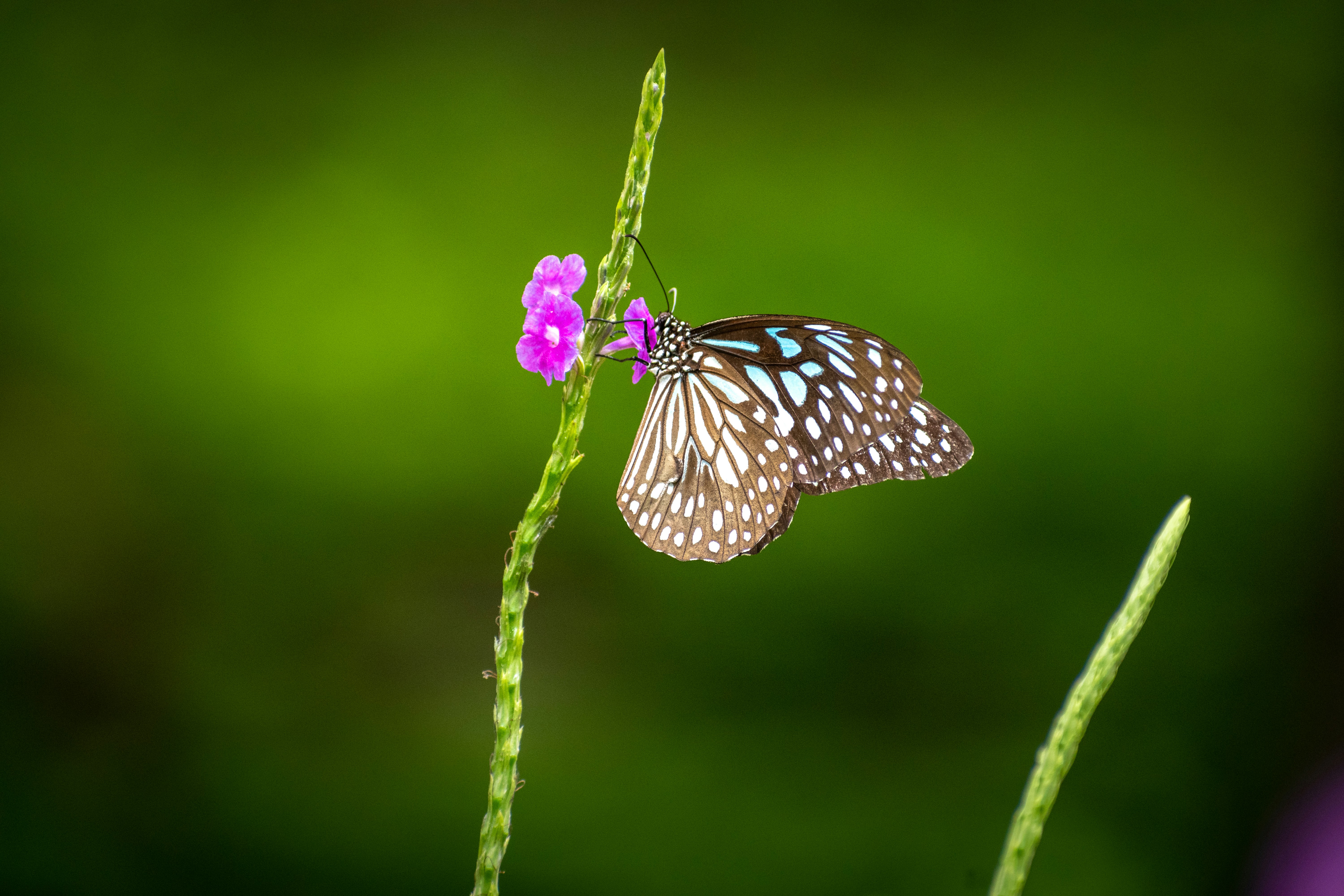 Lupine Kiss: A butterfly rests on a purple bloom against a soft green backdrop