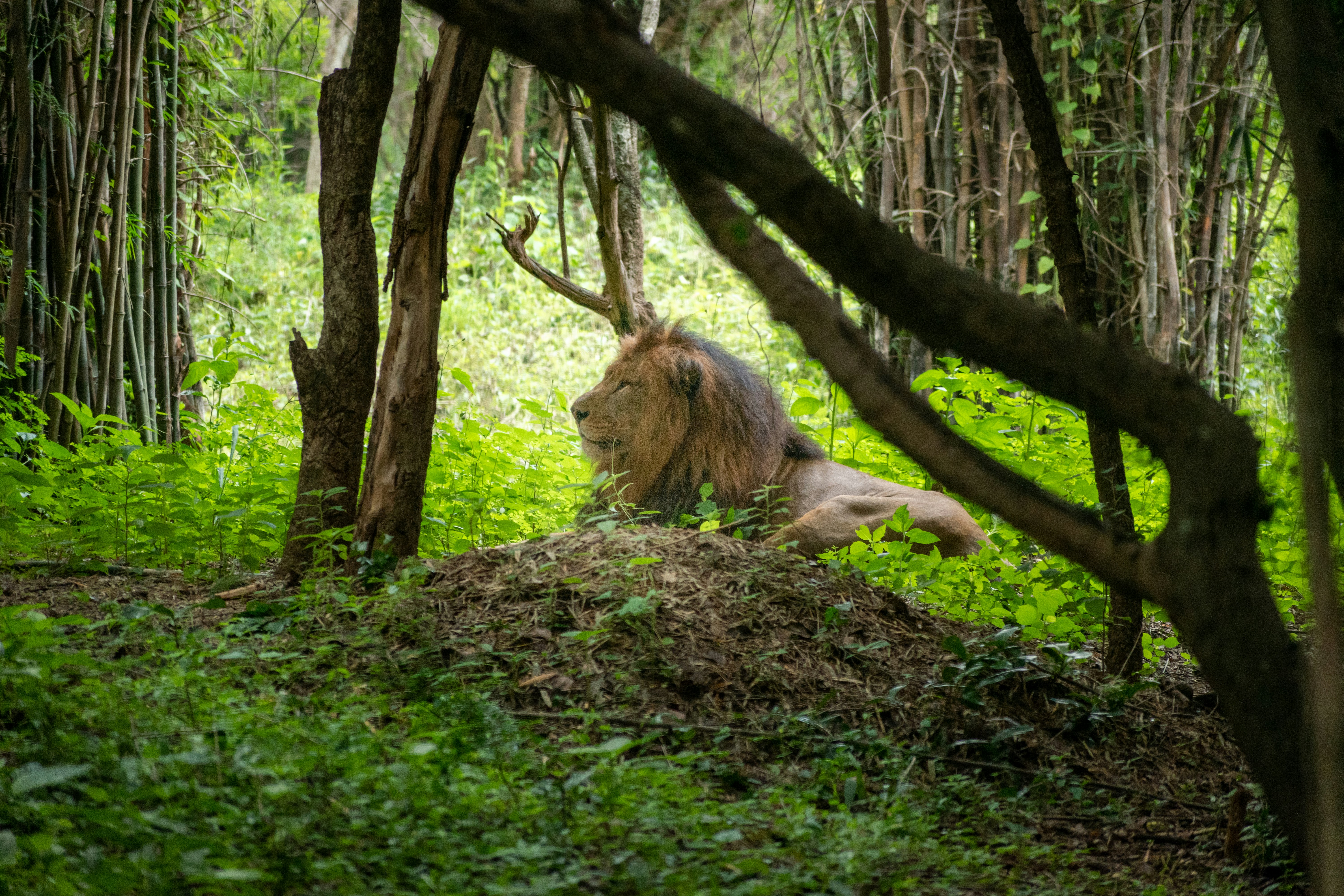 Lion Stalks the Quiet Edge of a Sunlit Clearing