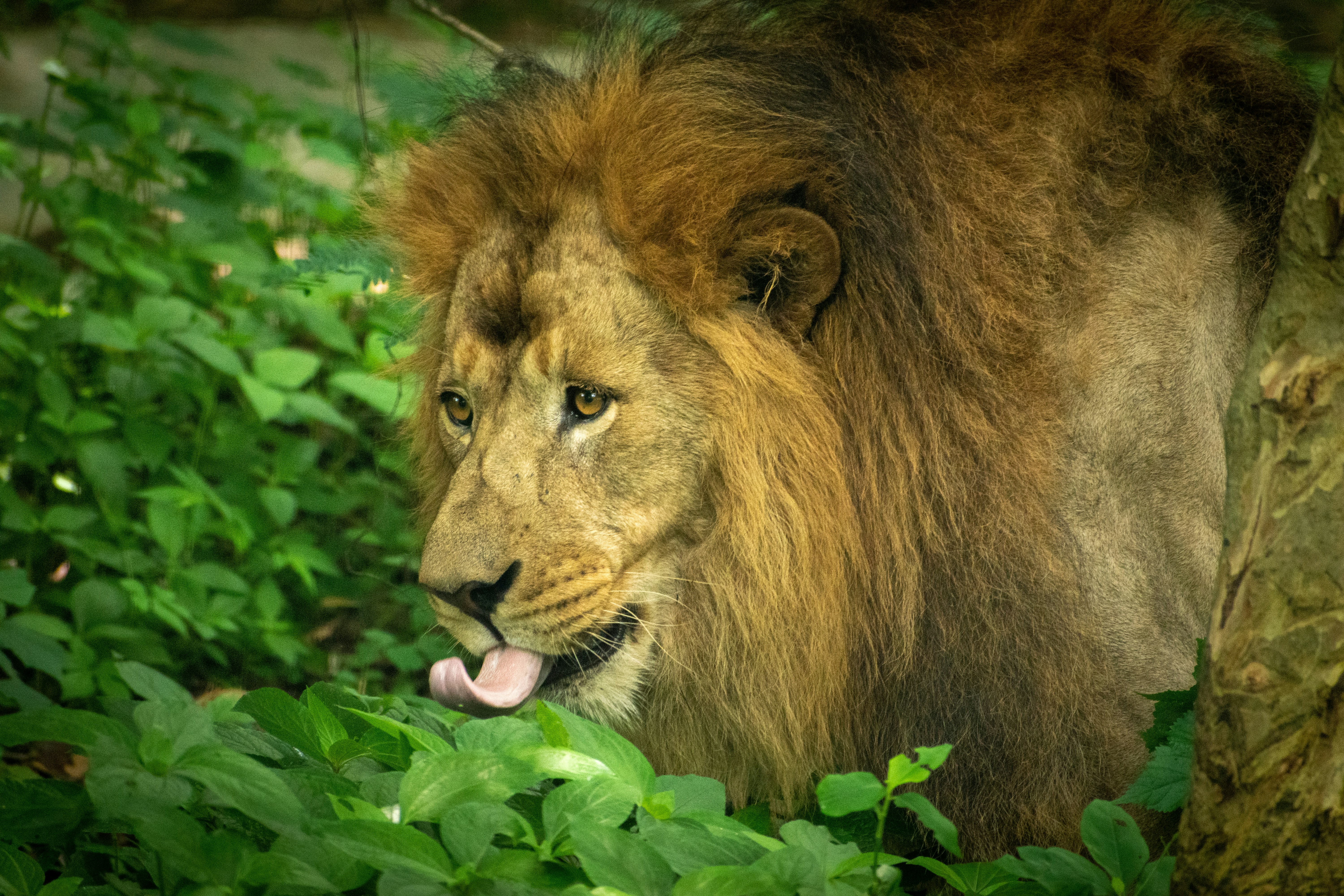 Majestic Stare in the Green Understory