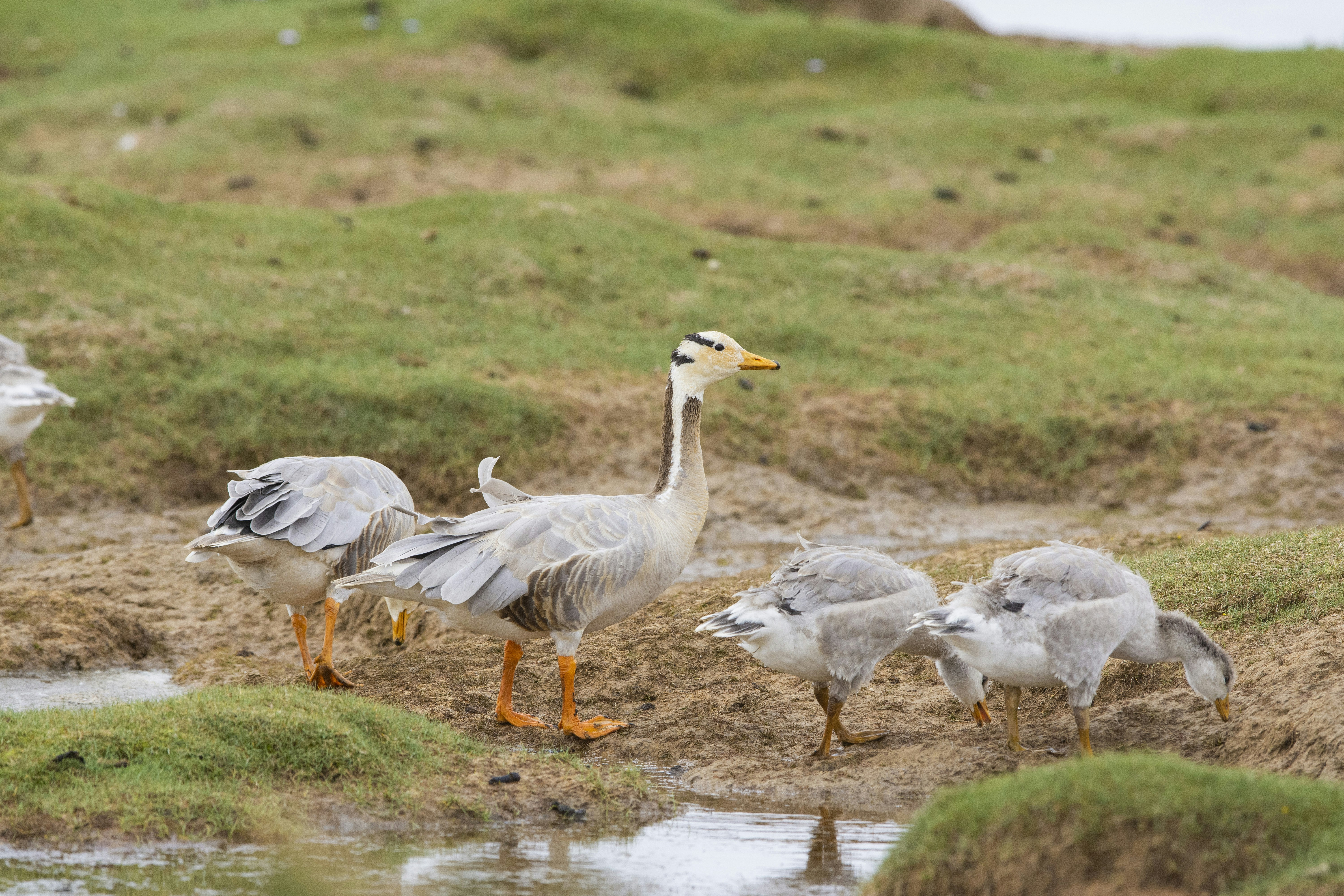 Gander Supervising a Line of Hatchlings by a Muddy Bend