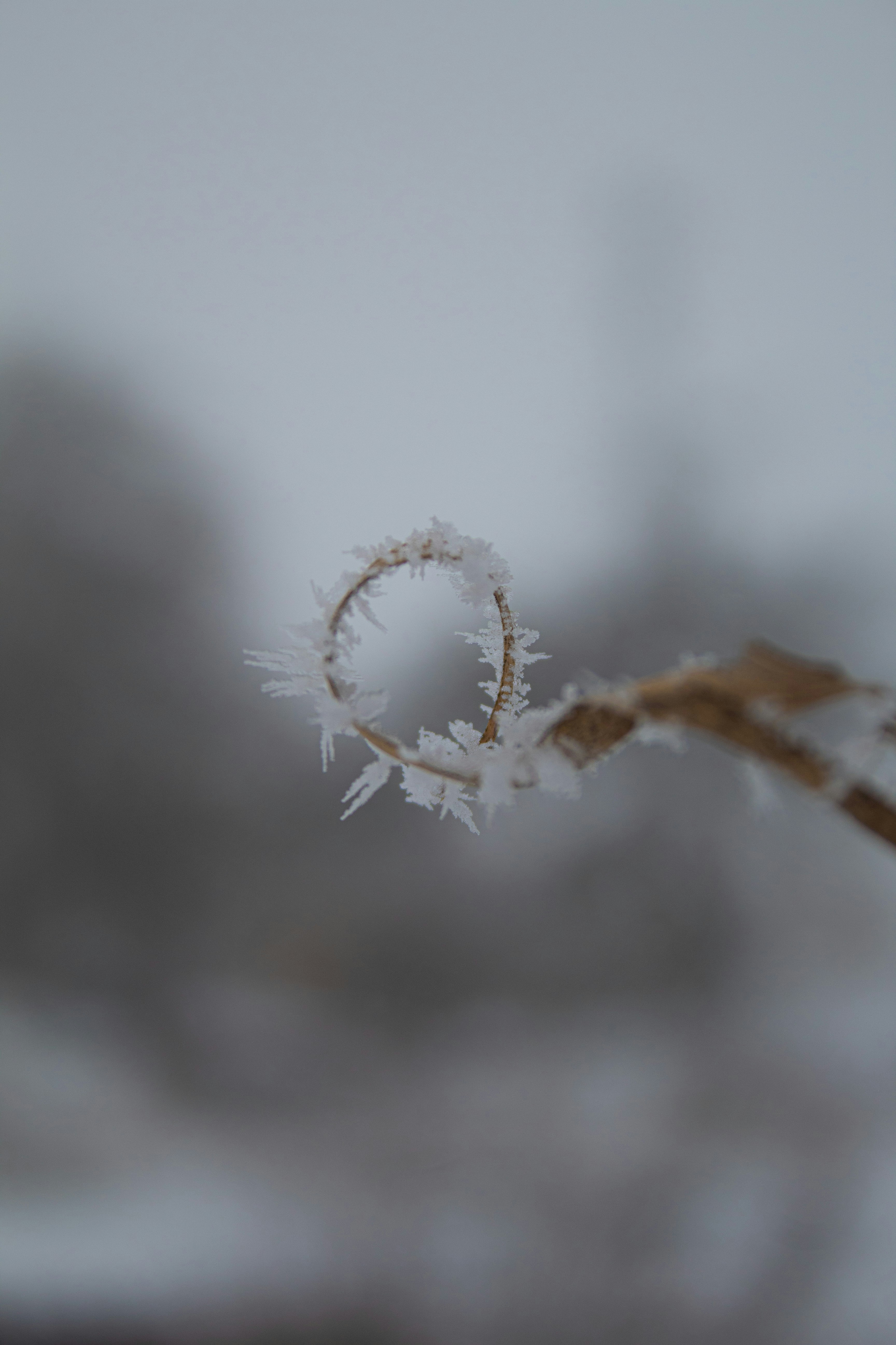 Frosted Ring on a Withered Stem: A Delicate Circlet in Winter's Blur