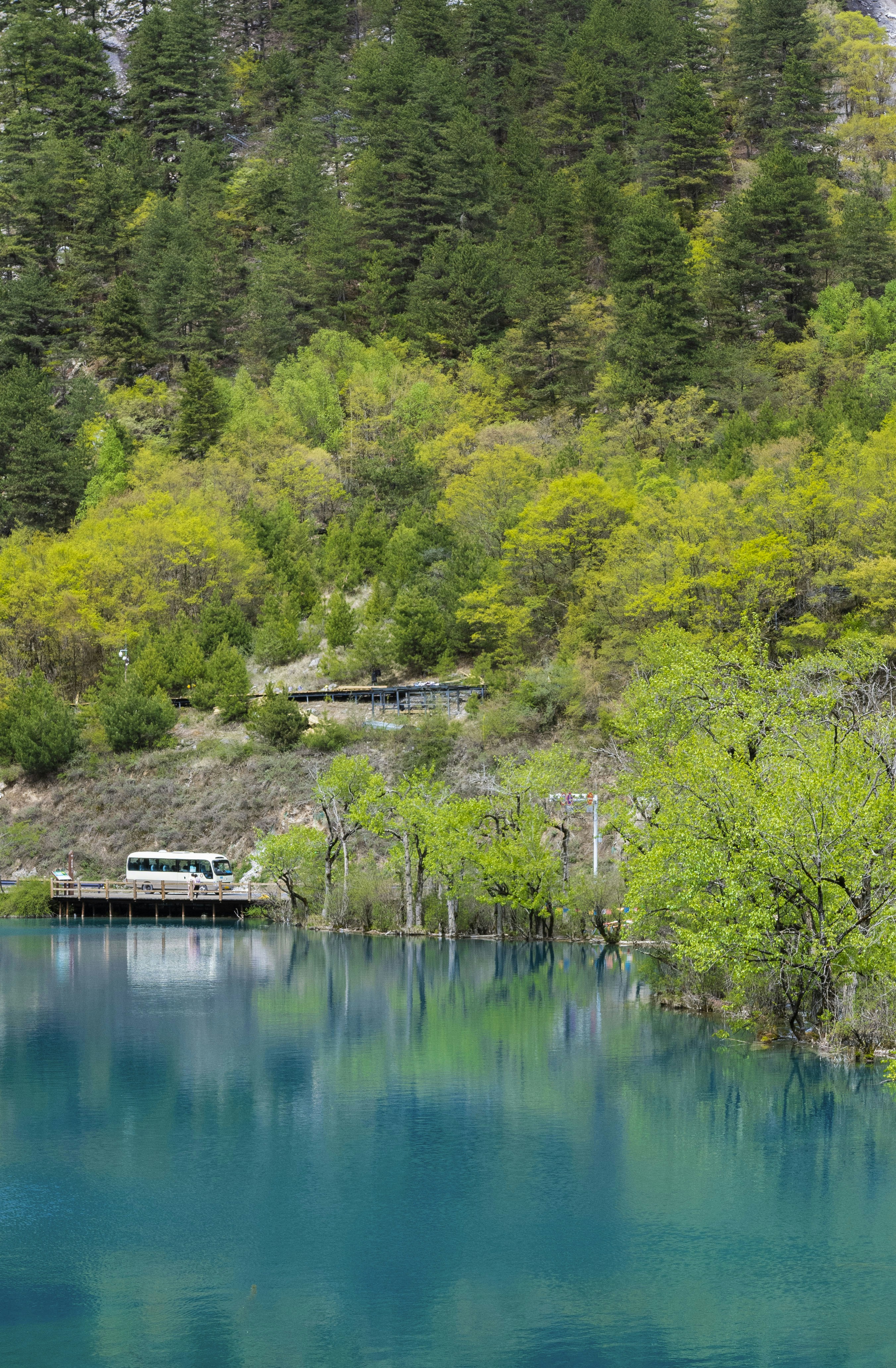 Emerald Lake Corridor: A Quiet Cliffside Drive by Verdant Pines