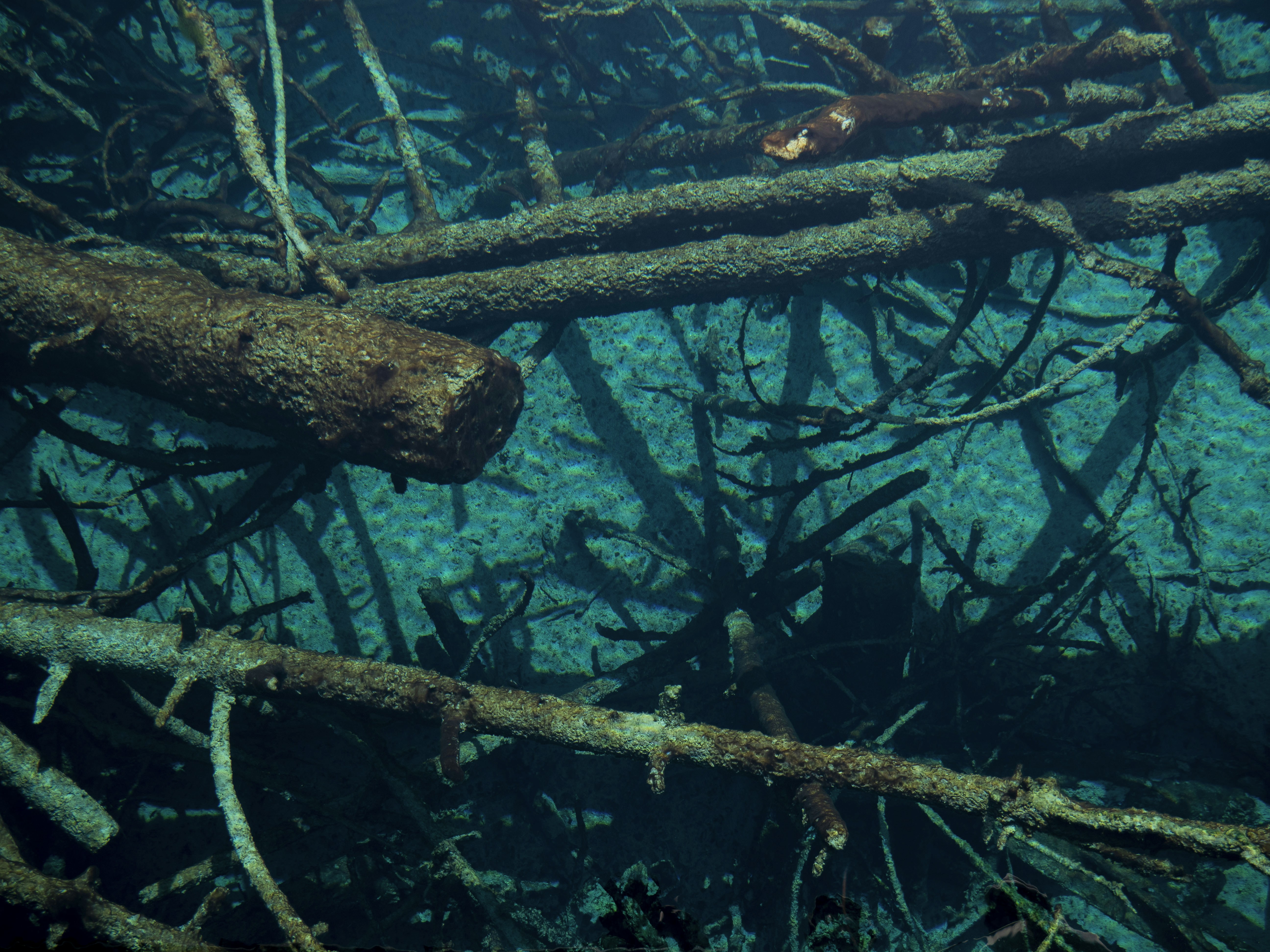 Submerged Tangle: A Quiet Underwater Forest of Fallen Branches