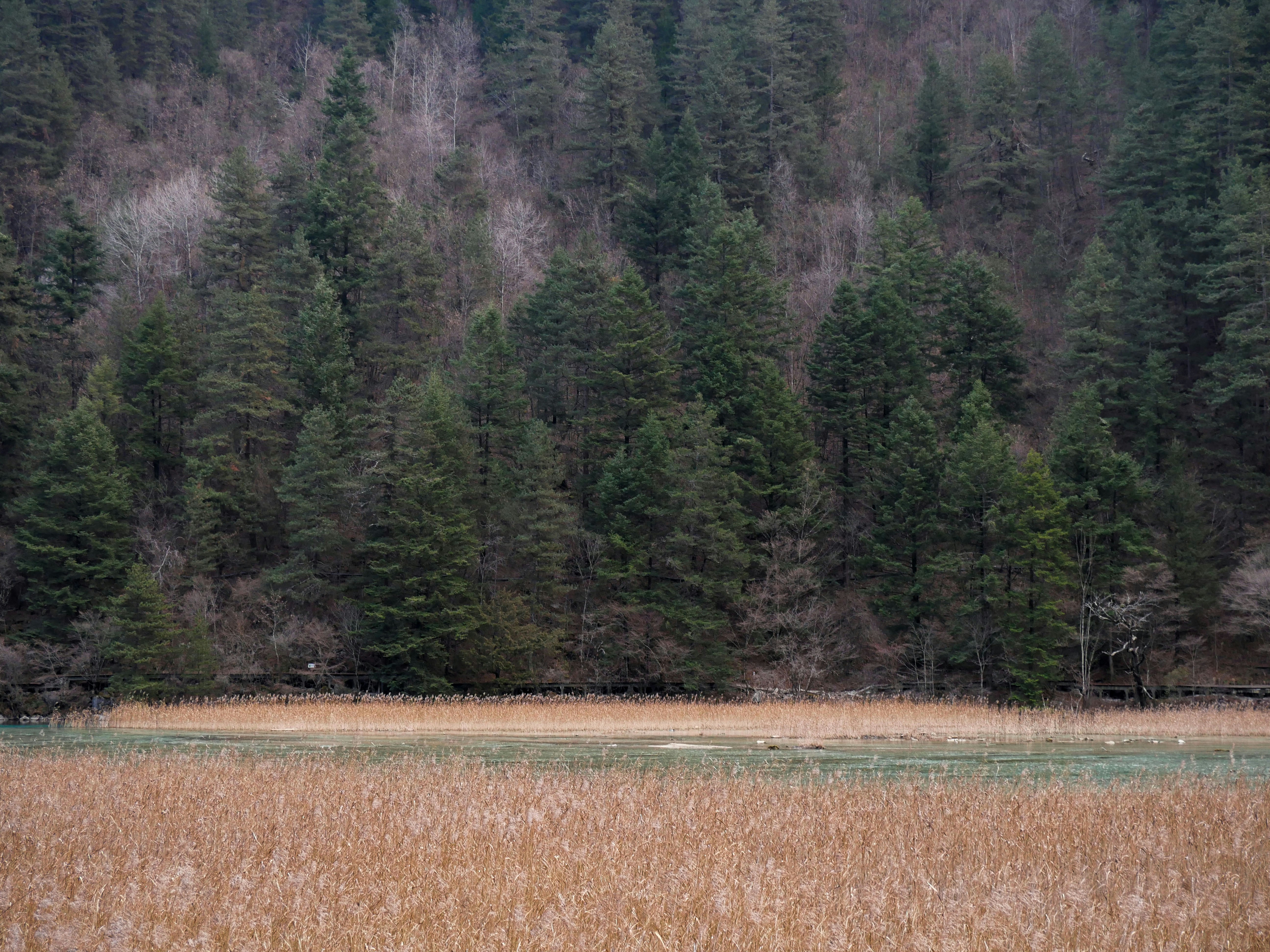 Edge of the Golden Field Fringed by Conifer Wall