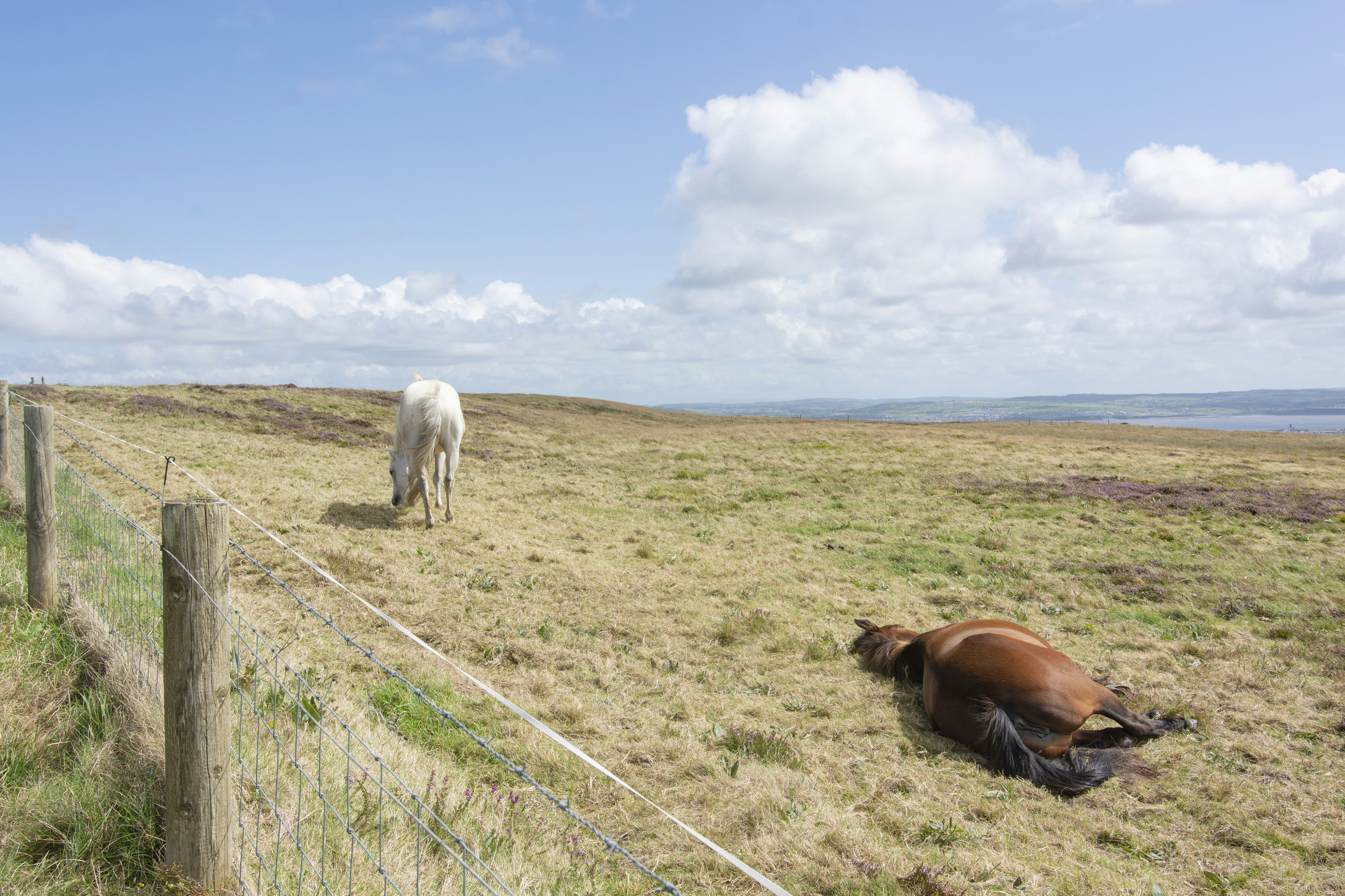 Pasture Stillness: A White Horse and a Darkened Bovine Rest on a Sunlit Moor