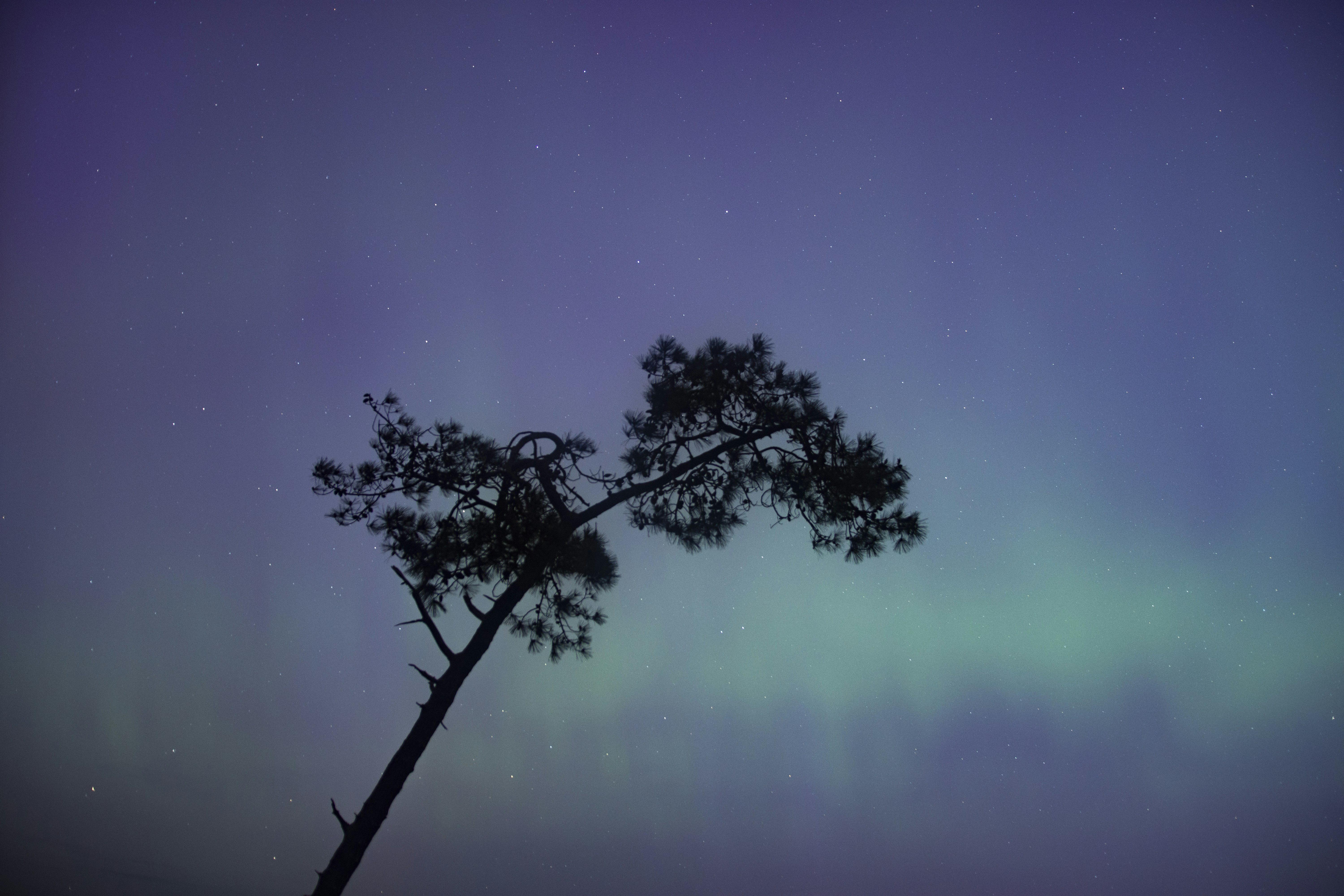 Silhouetted Pine Against the Emerald Aurora