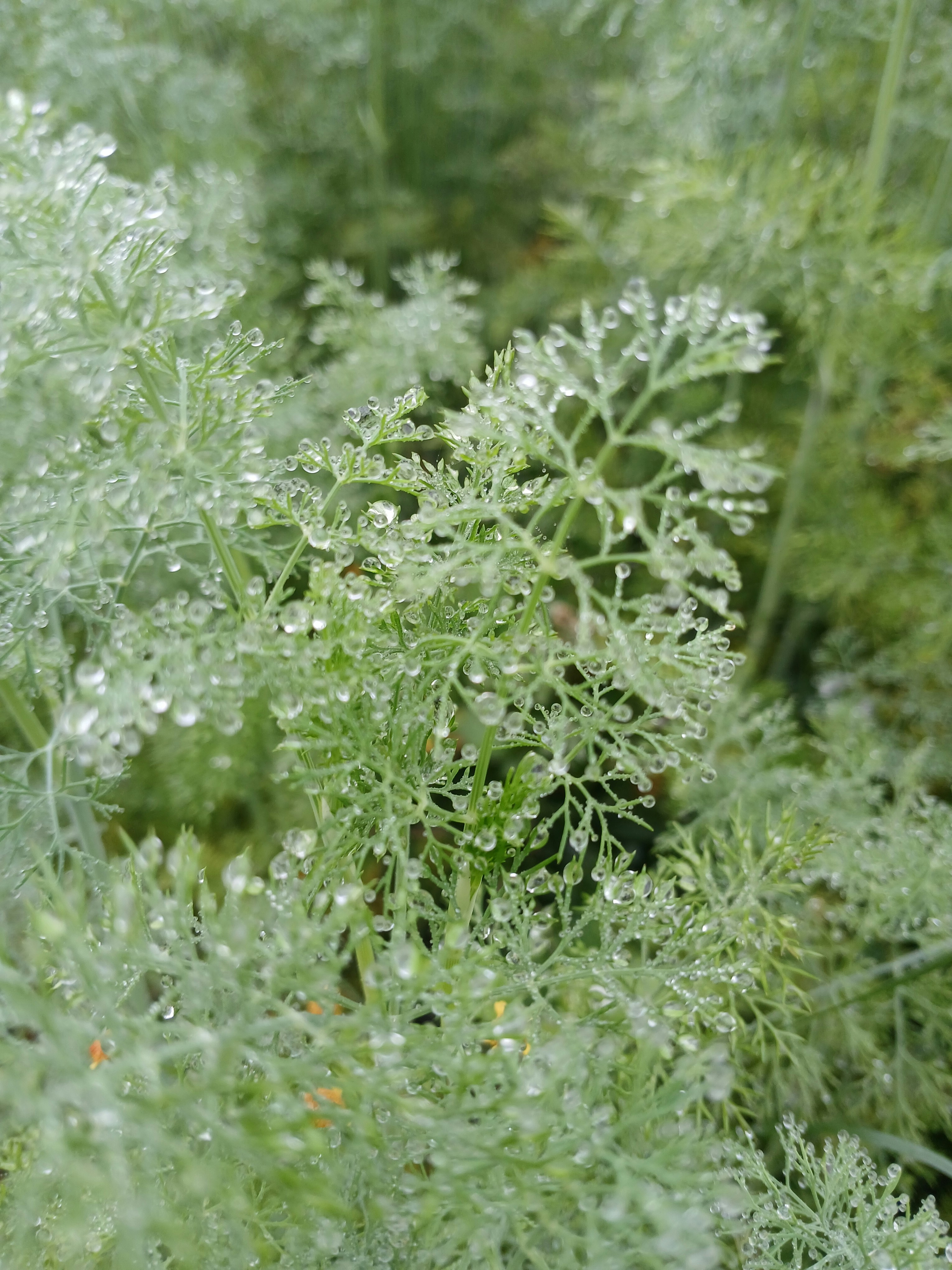 ​A serene close-up capturing the beauty of nature where crystal clear dew drops rest on the delicate, needle-like foliage of a green plant. The soft morning light enhances the freshness and intricate details of the herbs, creating a calm and botanical atmosphere.