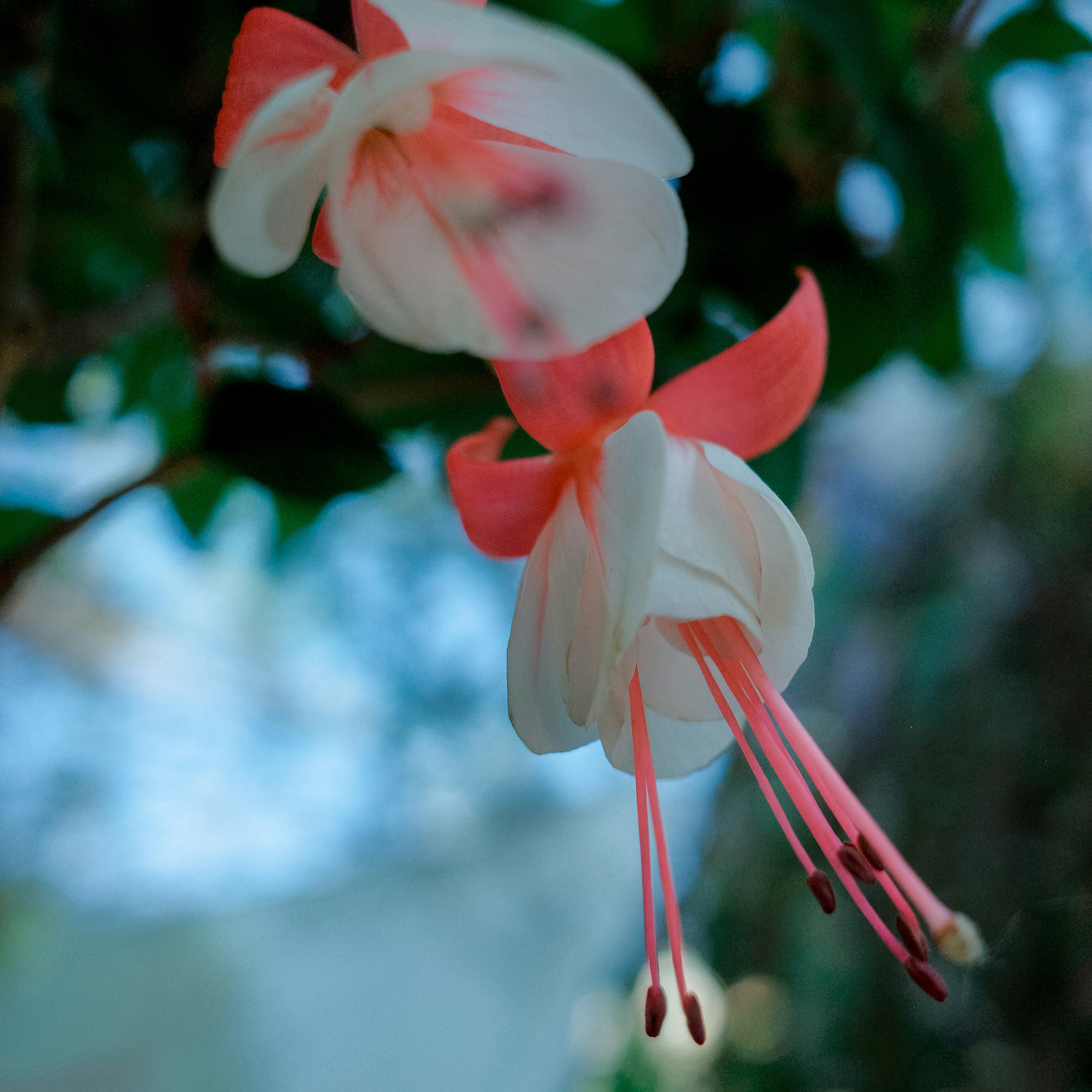 Soft Petal Cascade: Silent Pink and White Bloom Close-Up