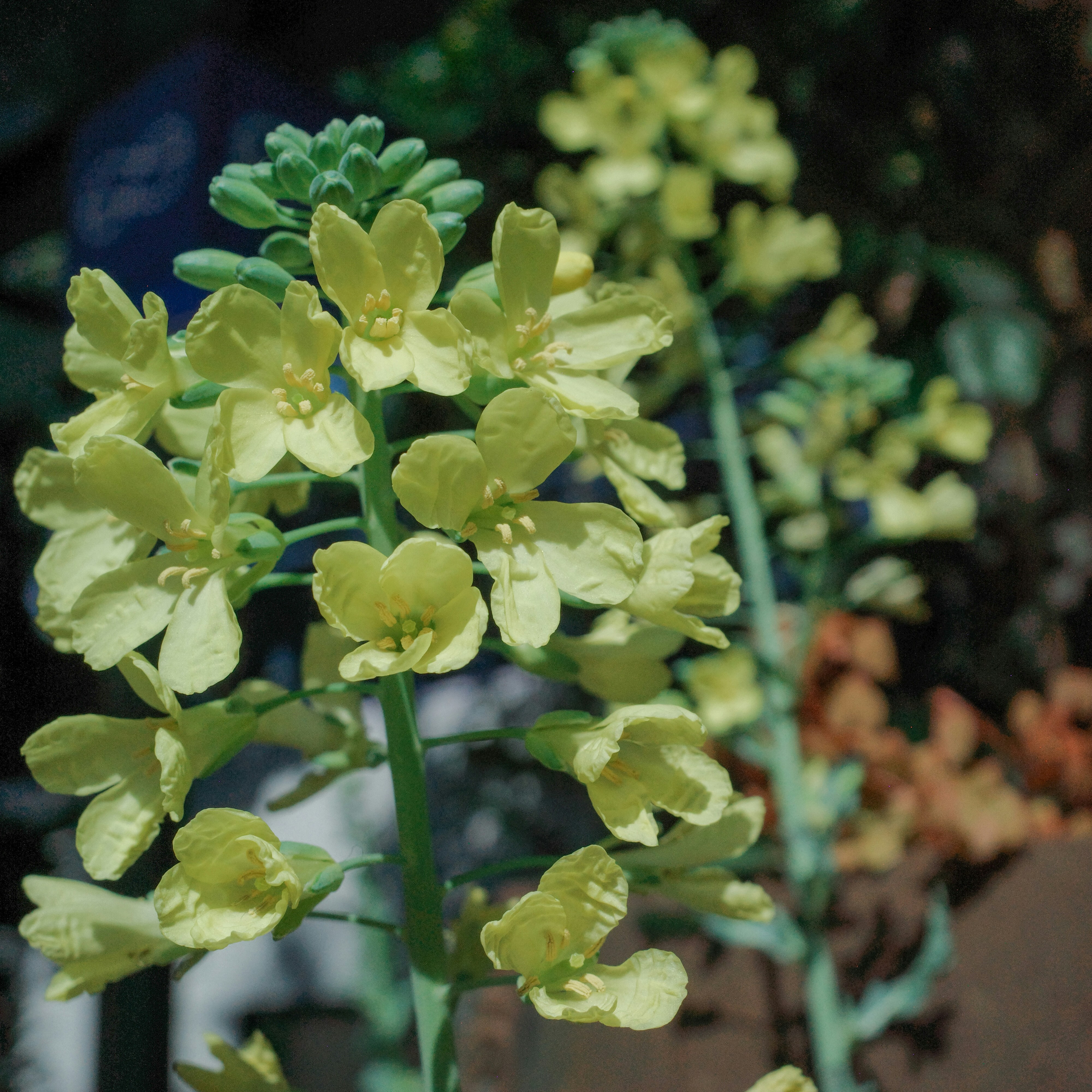 Yellow Orchid Cluster in Soft Garden Light