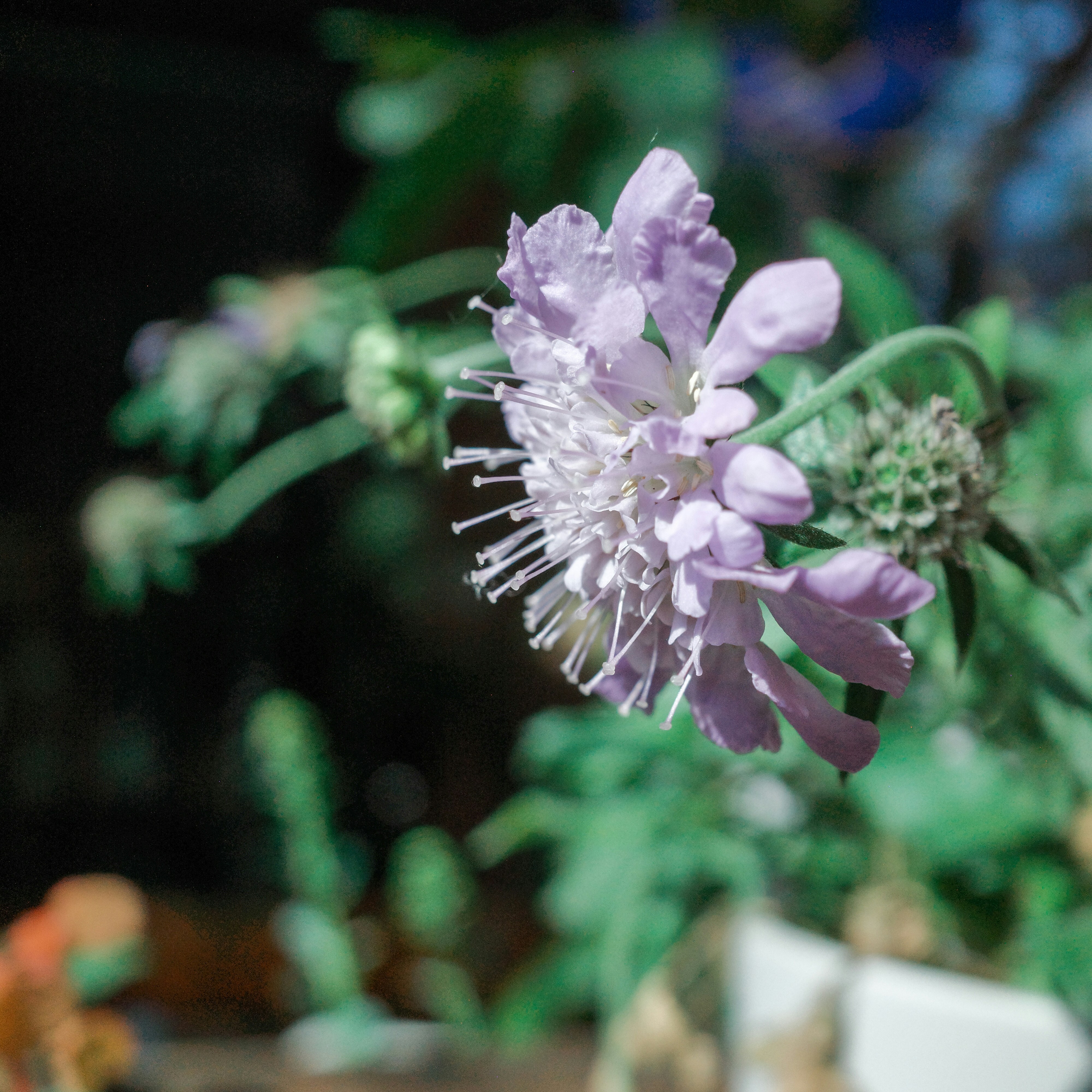 Lavender Bloom: A Close-Up of Delicate Flower Stamens