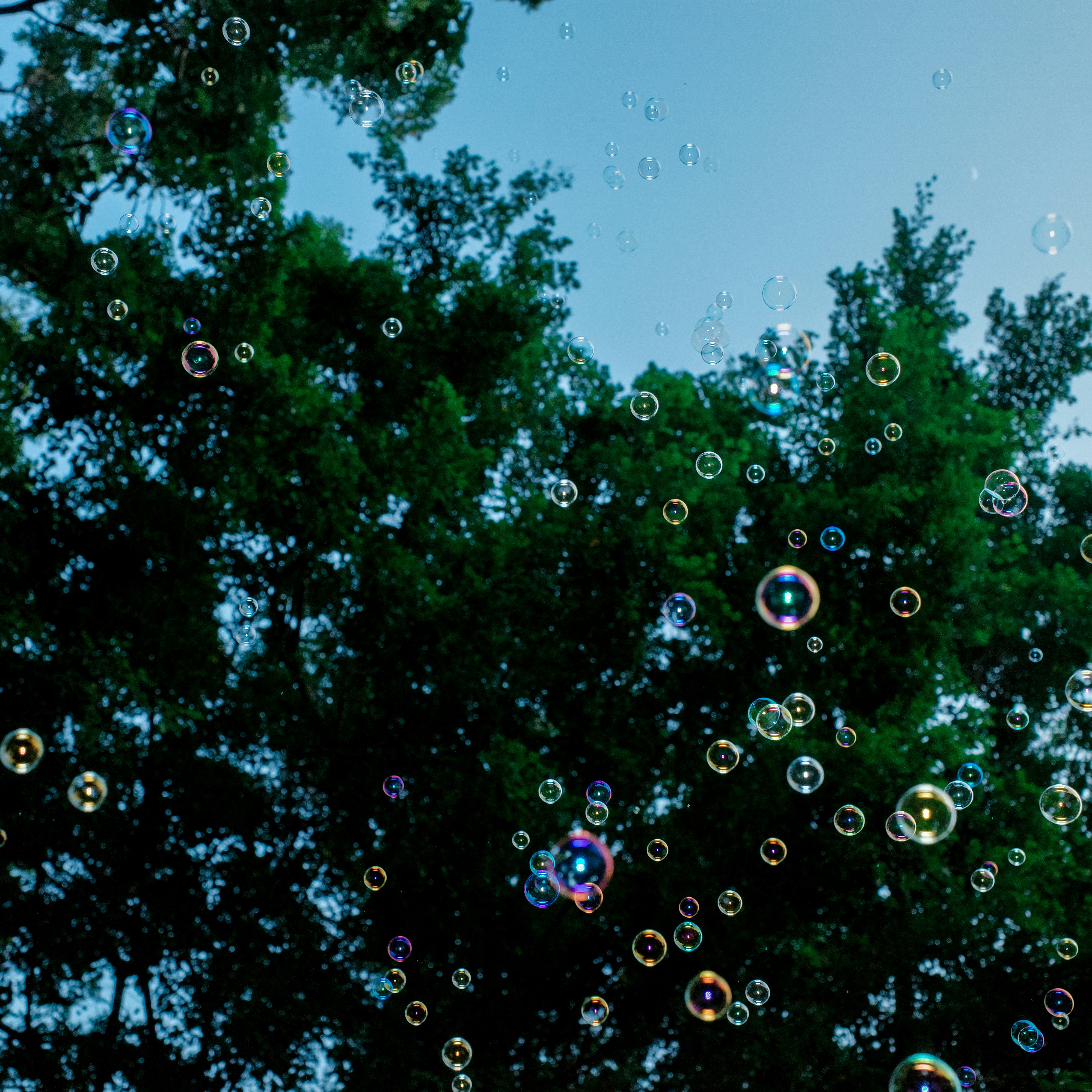 Bubbles in the Canopy: Light Drama Above a Leafy Plain