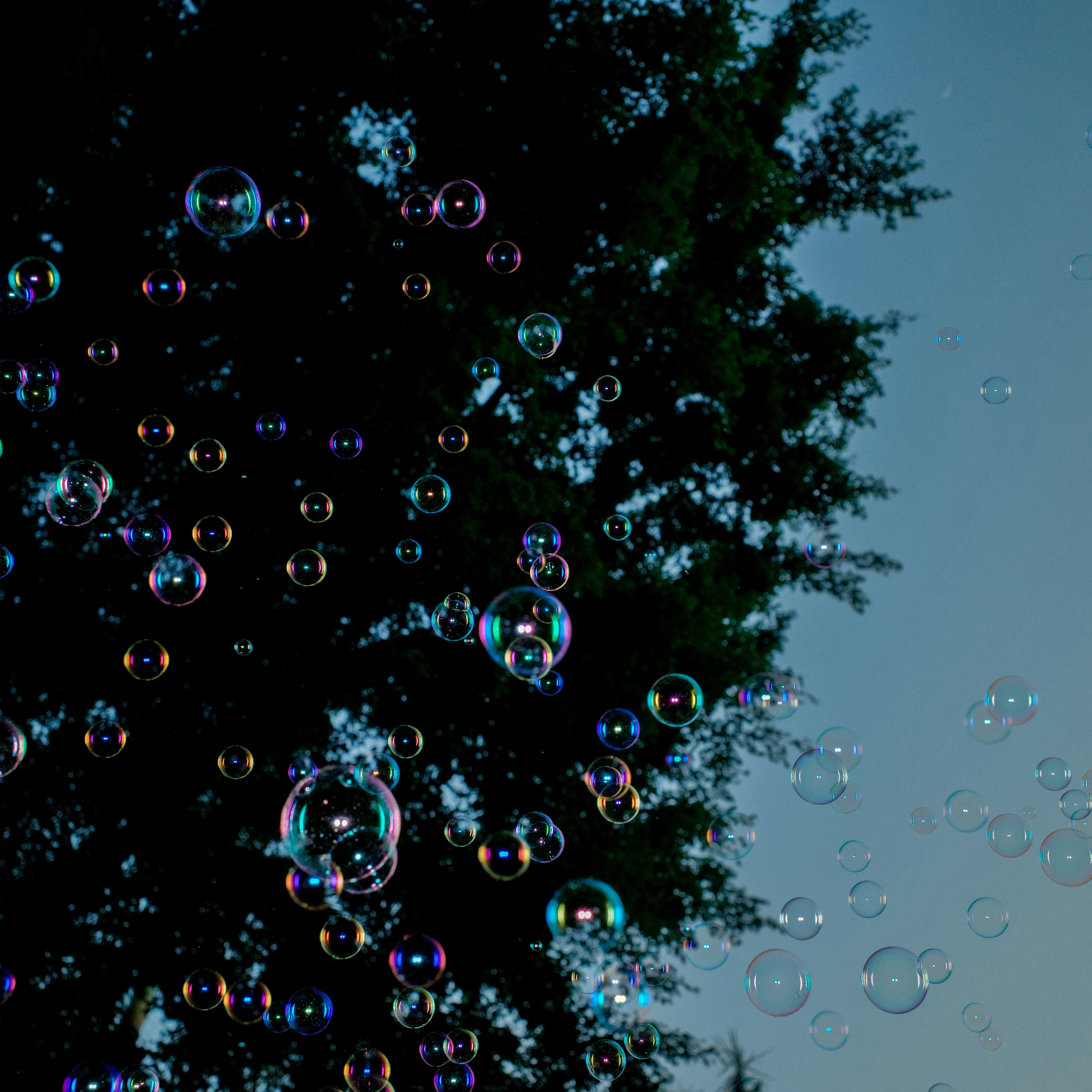 Floating Orbs: Bubbles Dancing Against a Twilight Canopy