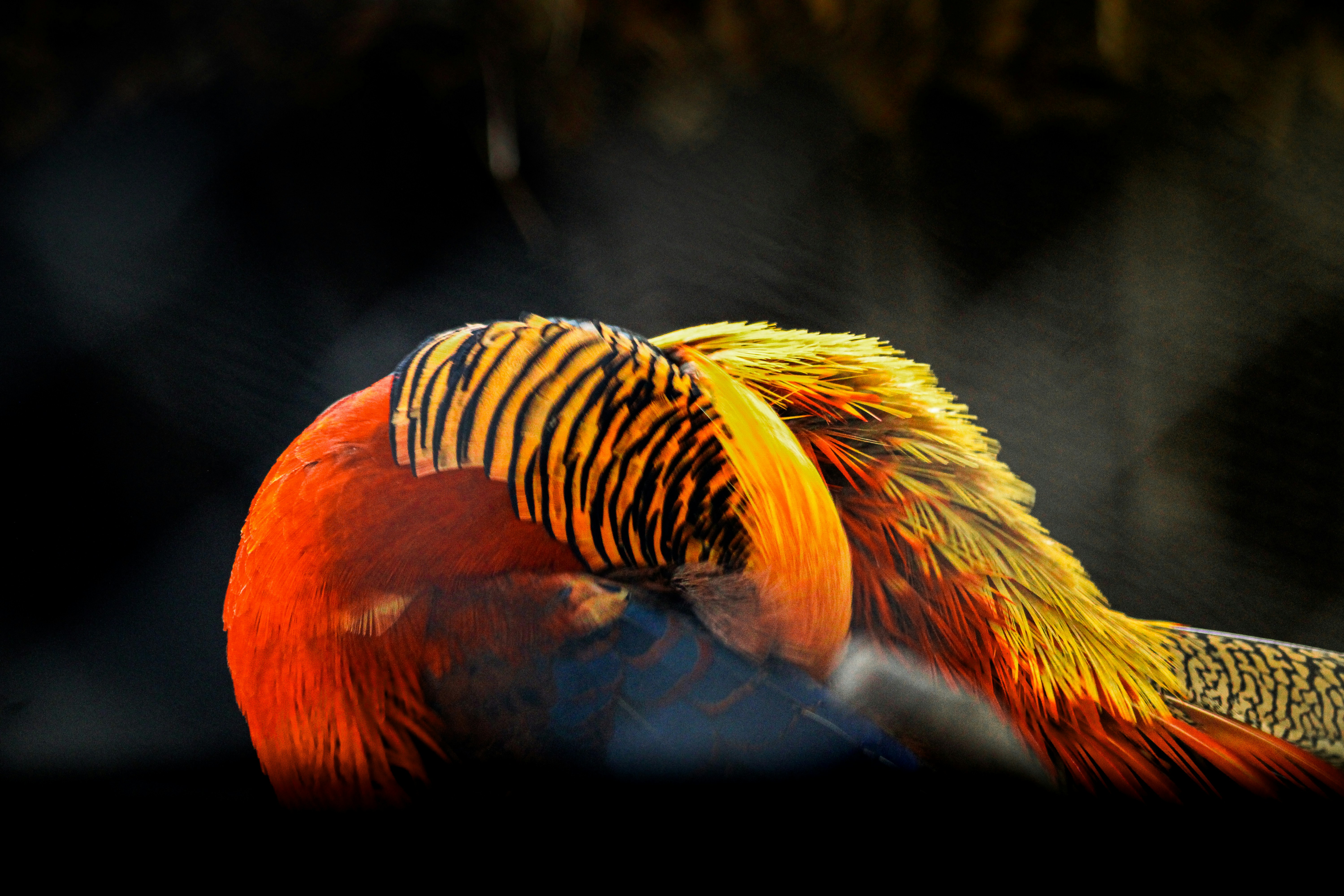 Flame Plume in Shadow: A Cardinal Crest of Color