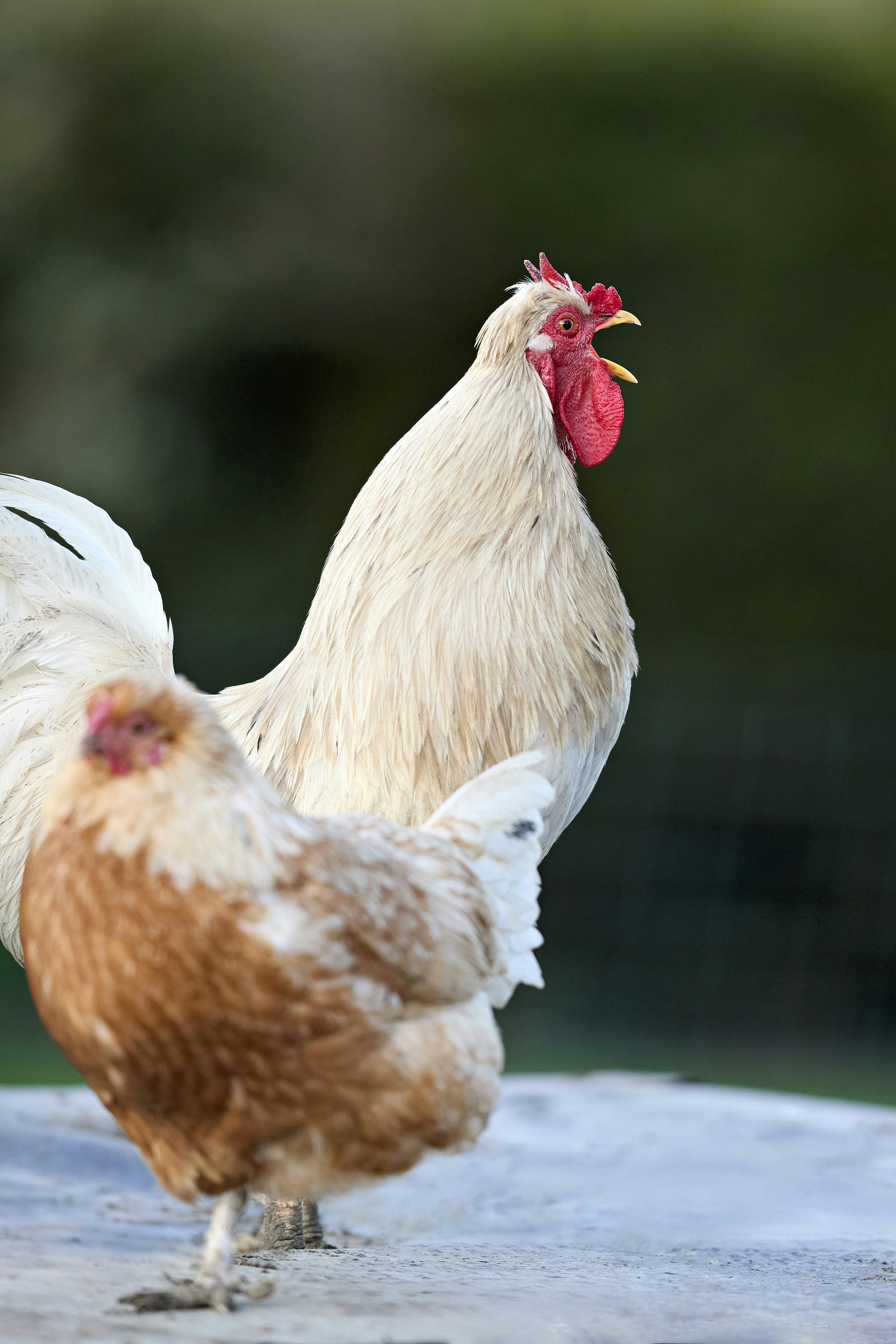 Crowned in Focus: A Rooster Appears Above the Flock