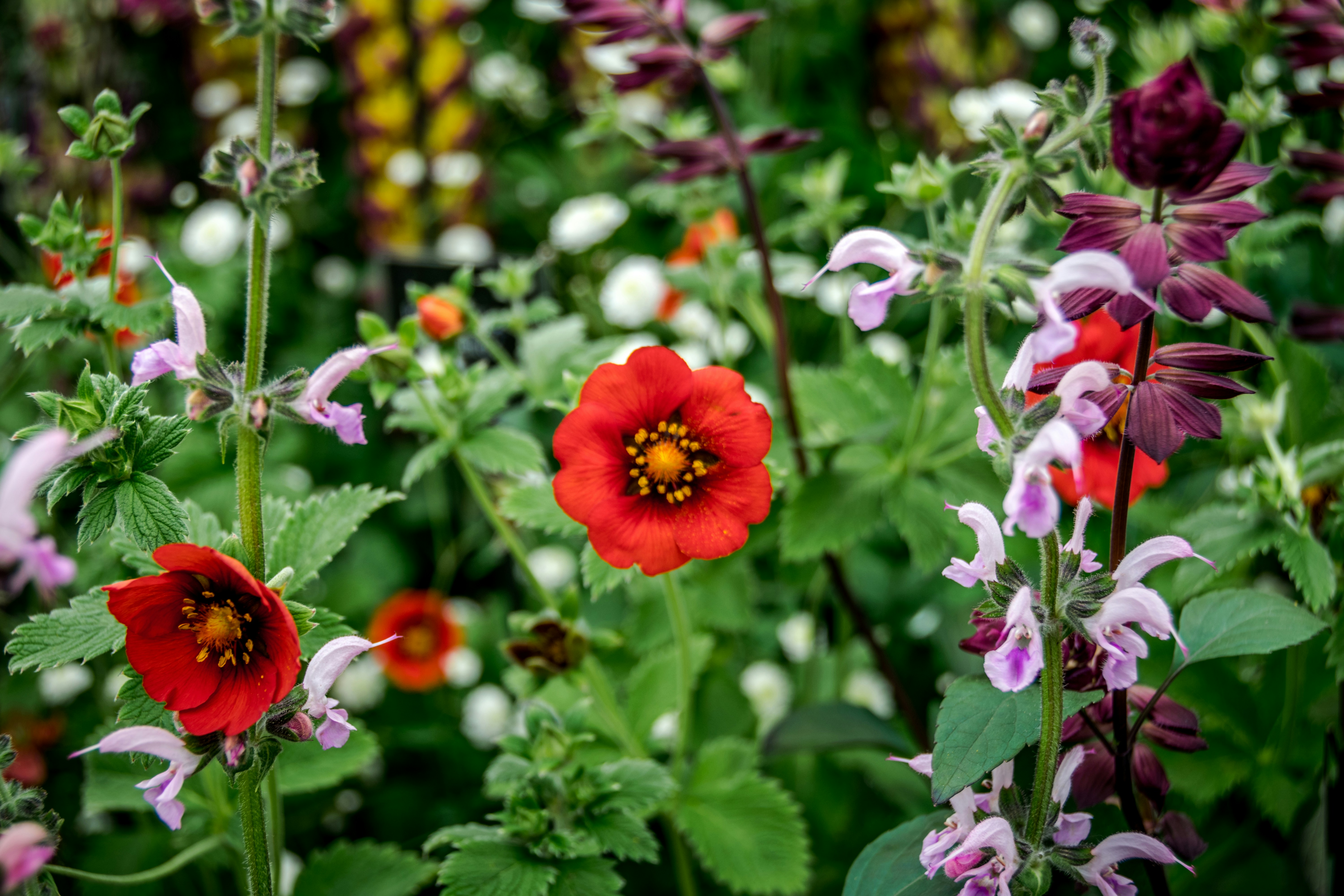 Red blossom amid a meadow of pastel blooms