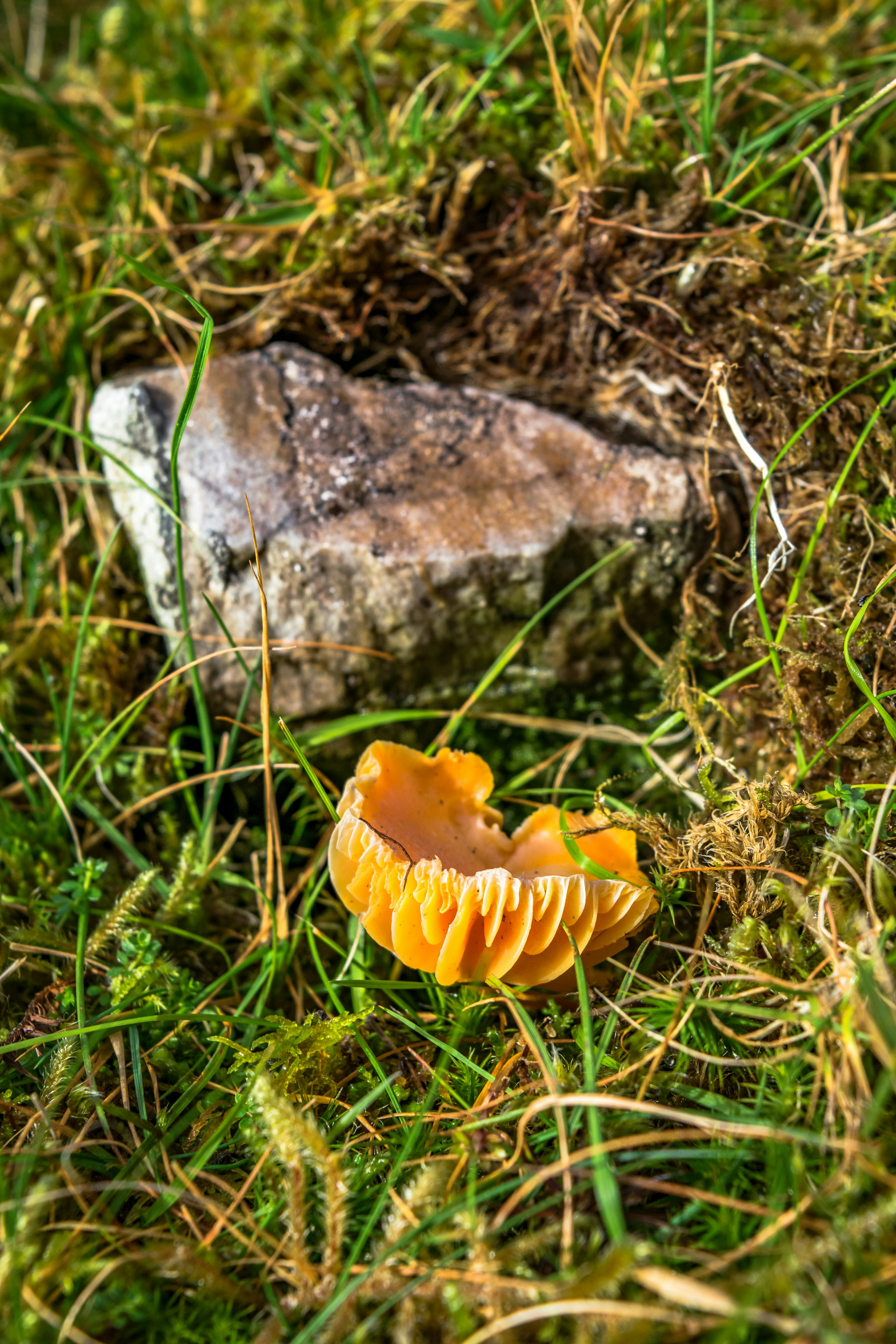 Golden Cup Fungus Nest: A lone cup-shaped mushroom amid mossy terrain