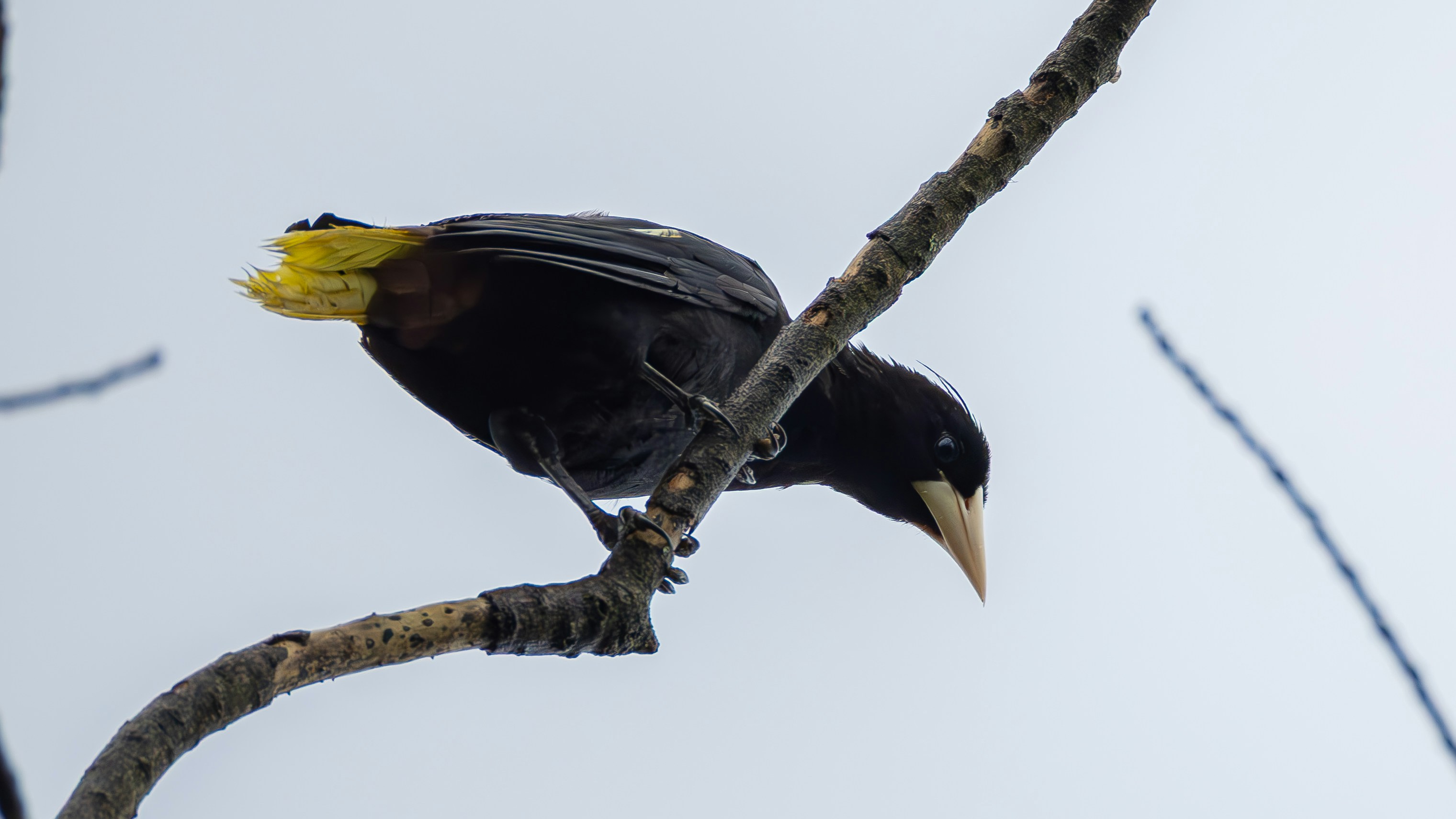 Yellow-tailed Perched Bird: silhouette against a pale sky