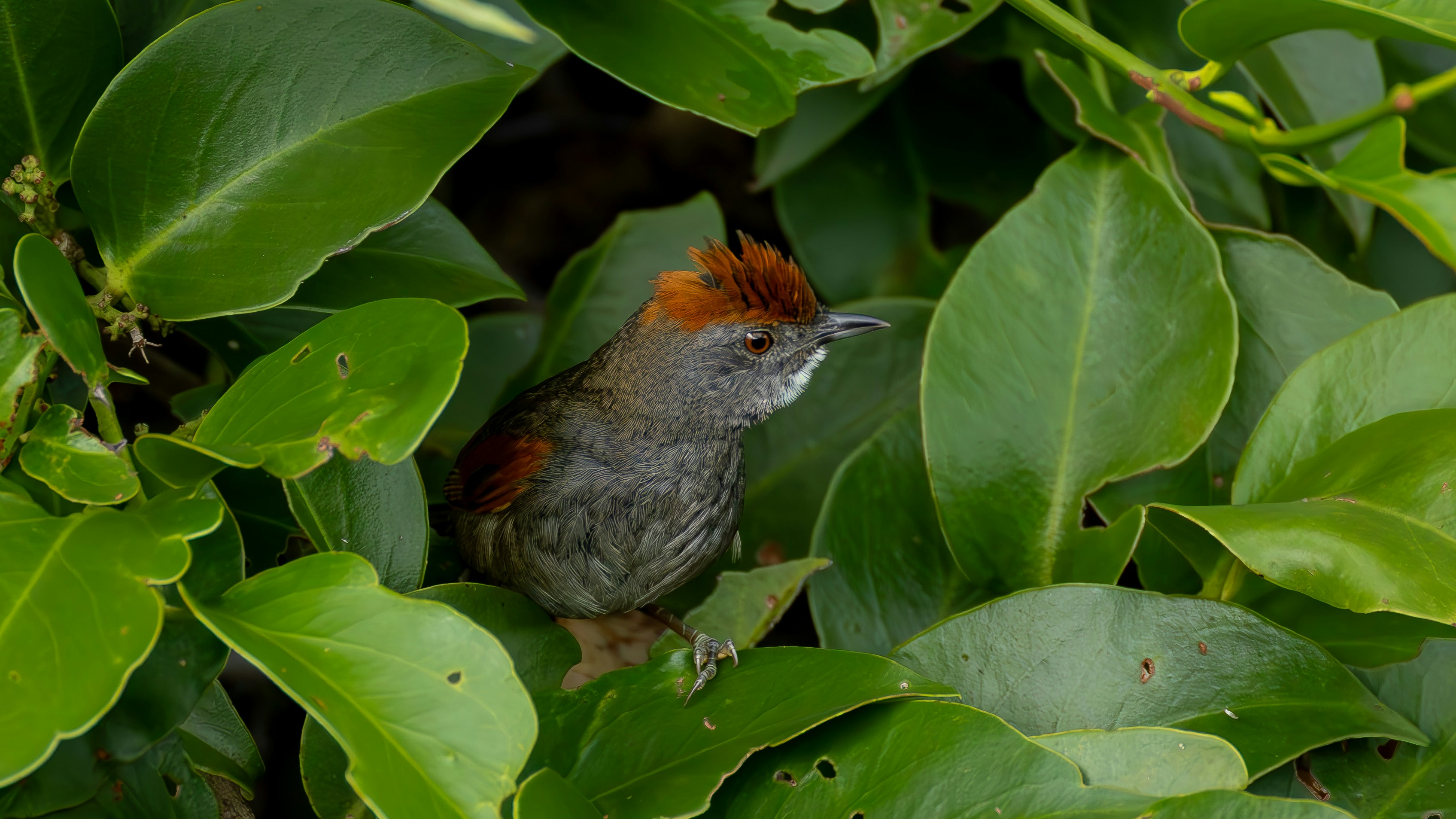 Crimson-crowned Warbler Nestled Among Emerald Canopy
