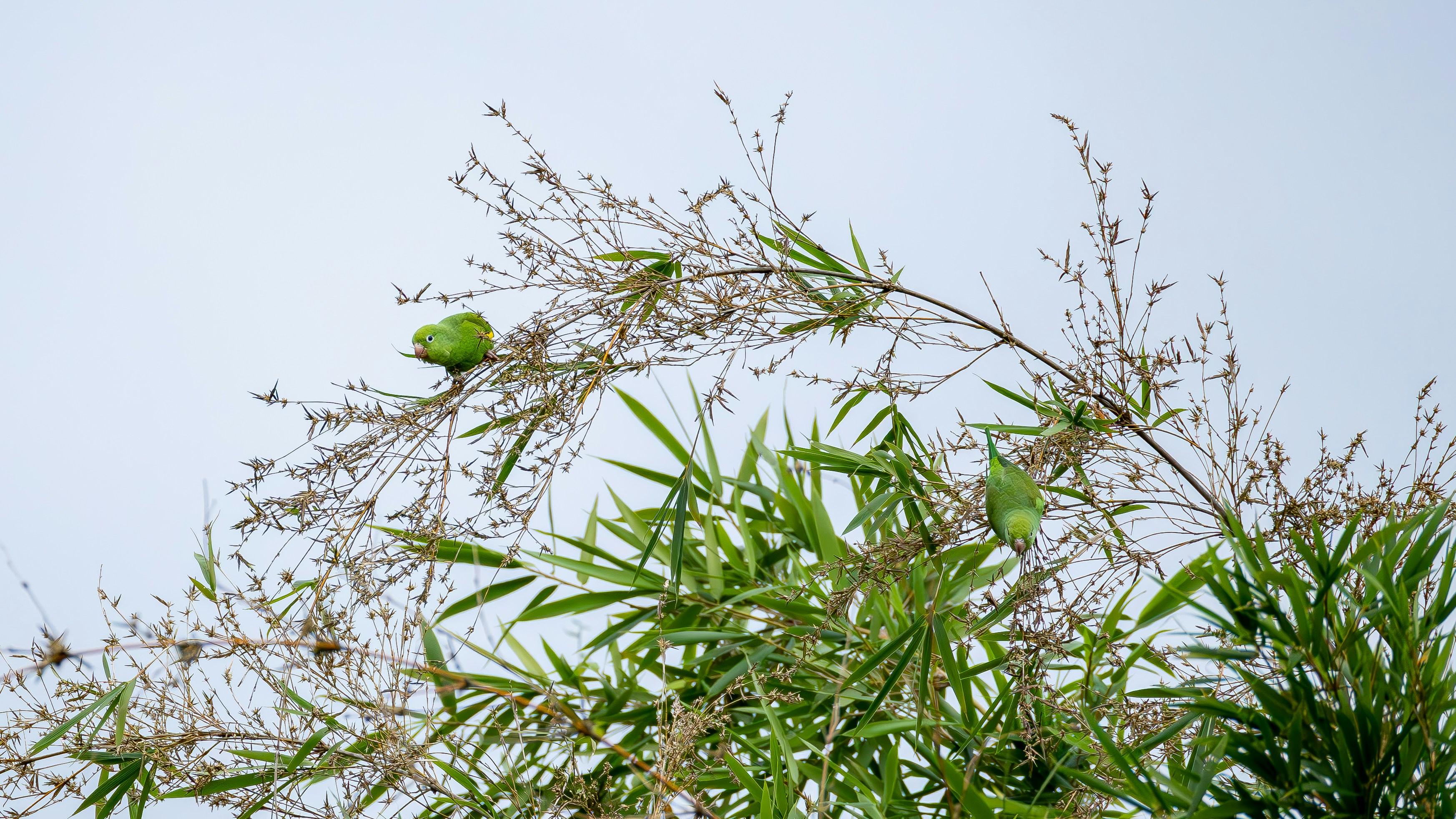 Green Bamboo Seed Pods on a Delicate Arch