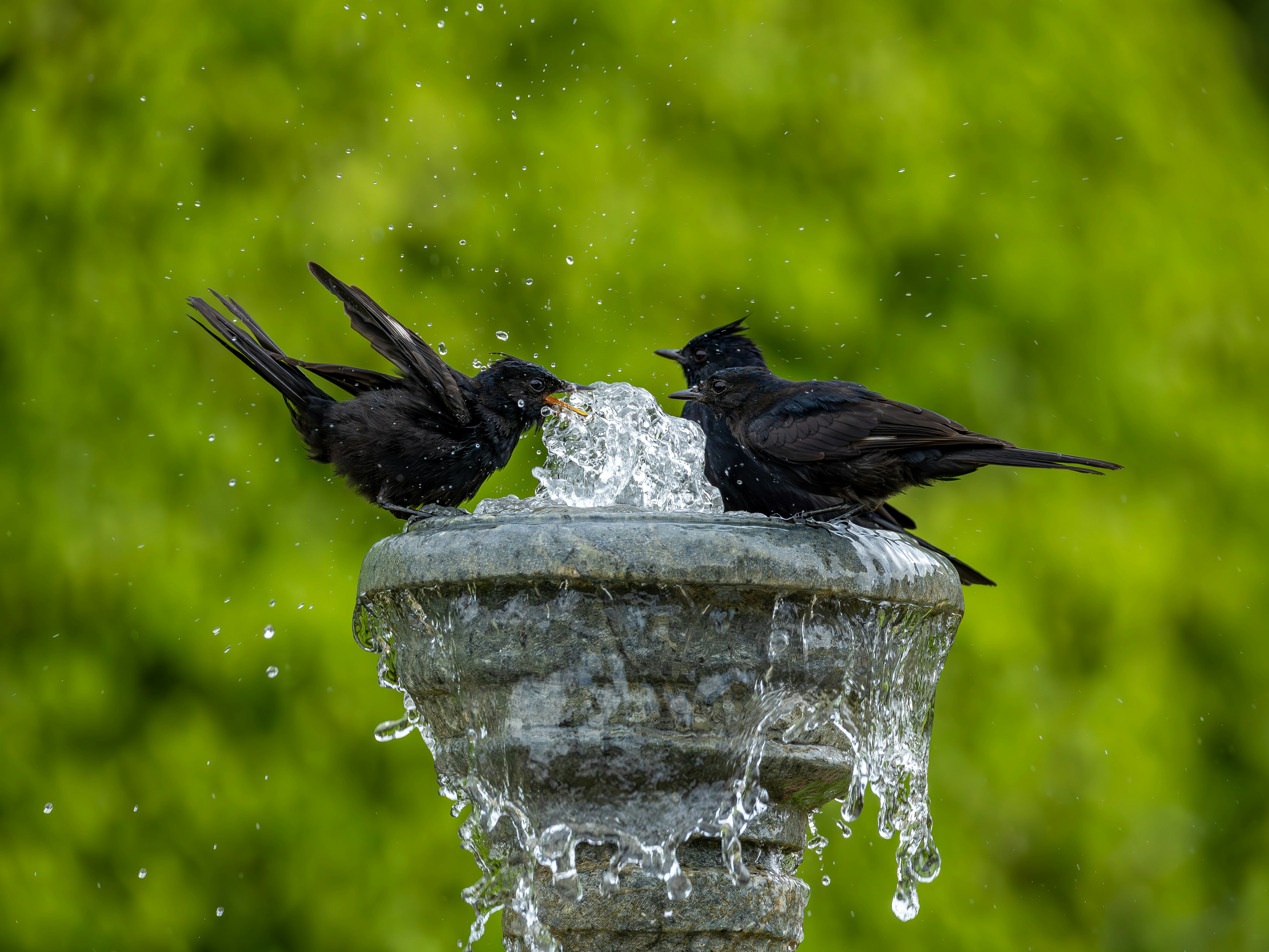 Water-splashed Rivalry: Two Swallows Battle Over a Fountain Crown