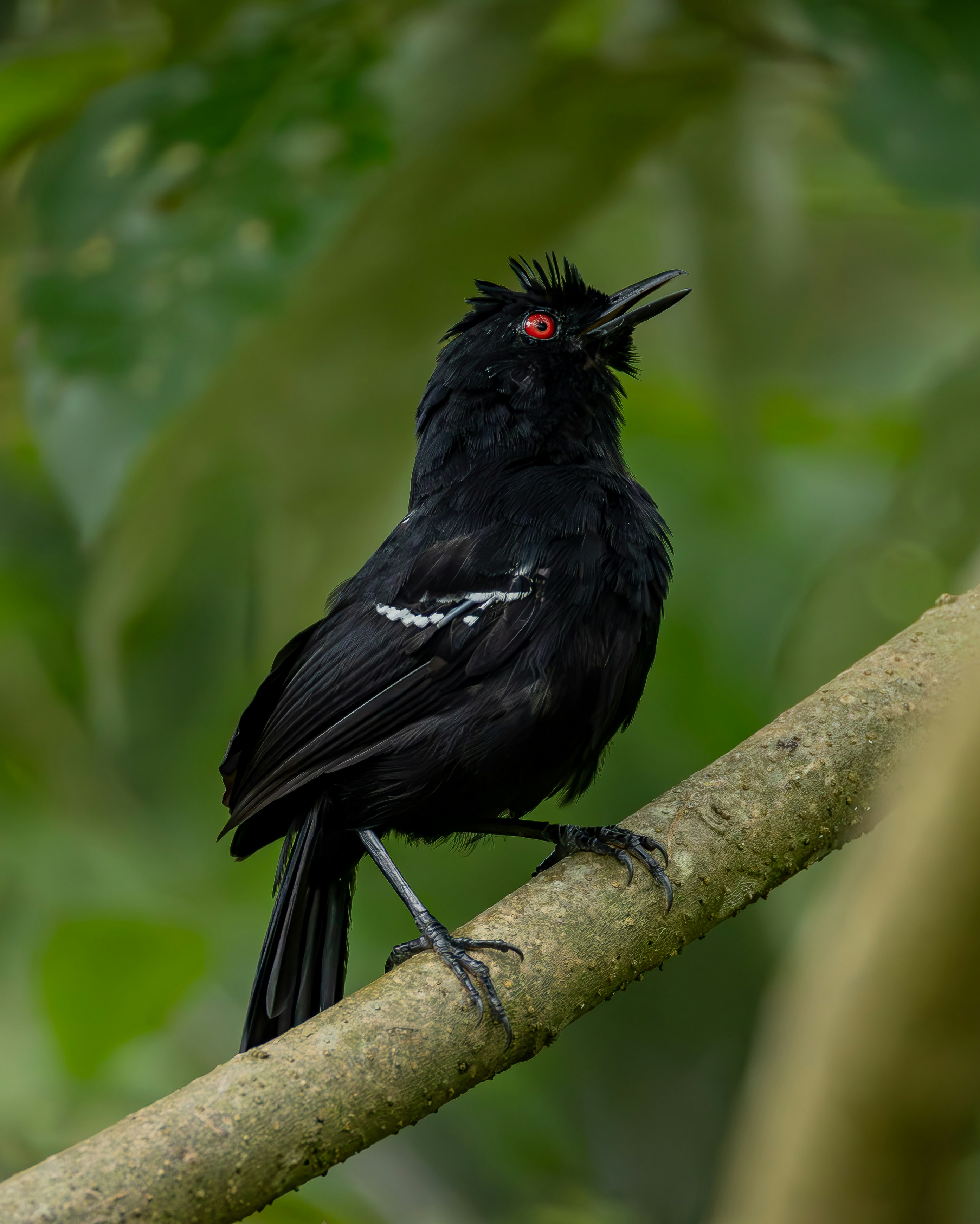 Black Star on a Green Arc: A Hooded Crow Perched on a Branch