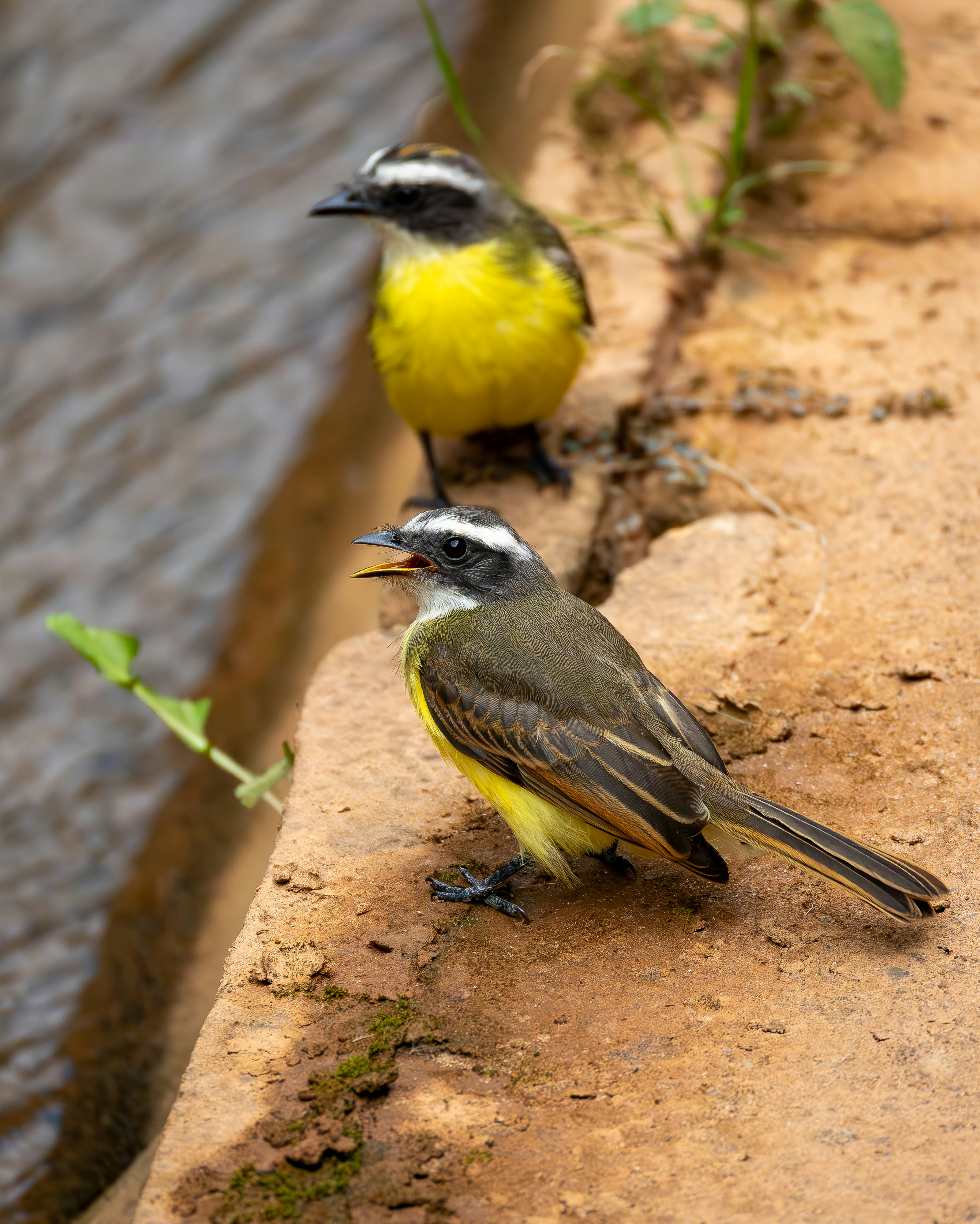 Yellow-breasted Perch: A Pair at the Water's Edge