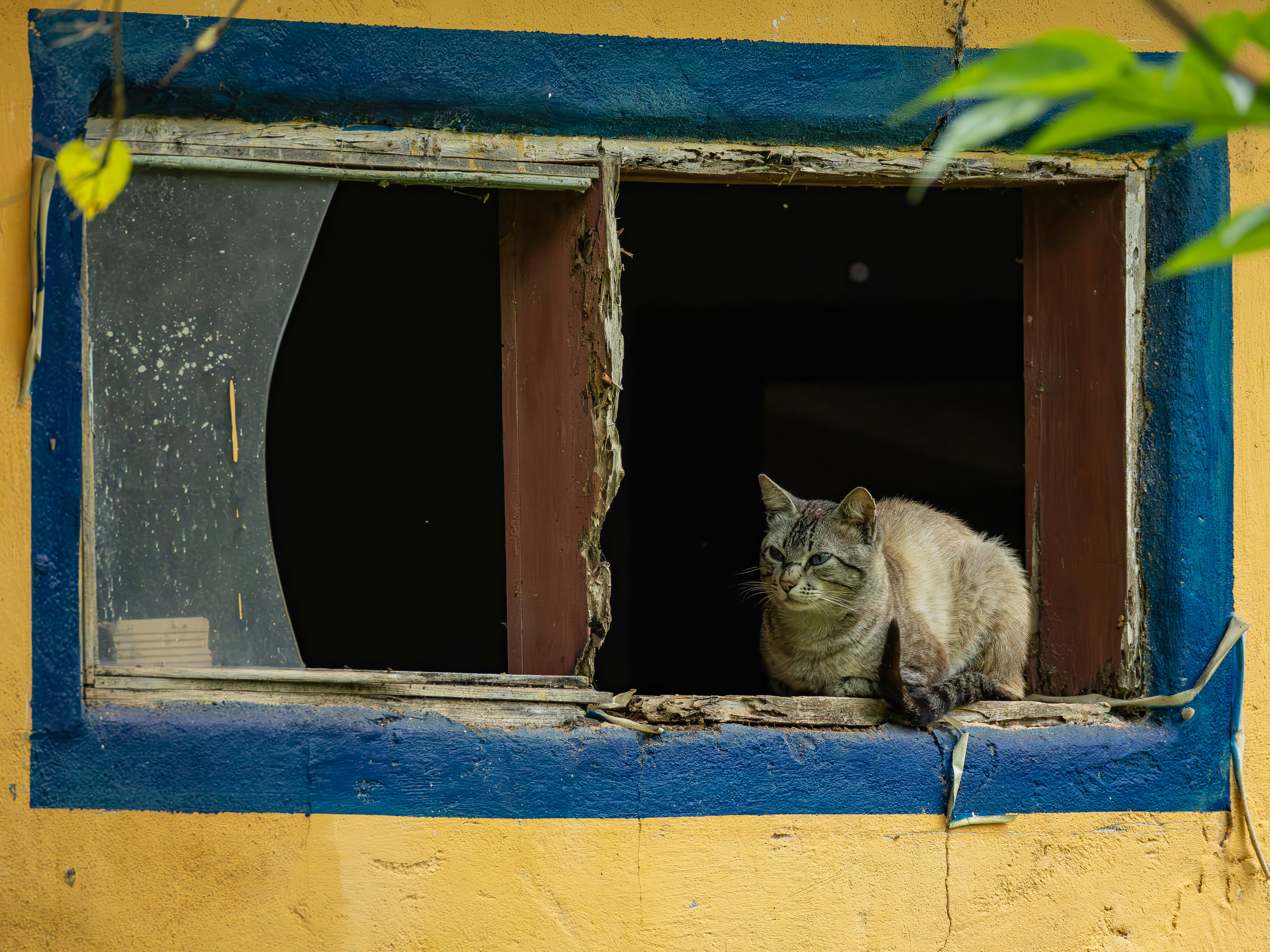 Cat at the Window in a Colorful Frame